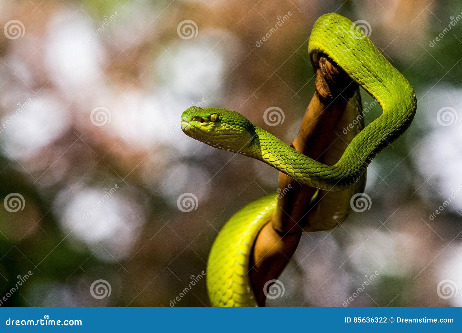 Serpent de Pit Viper photo stock. Image du reptiles, dégagement - 85636322