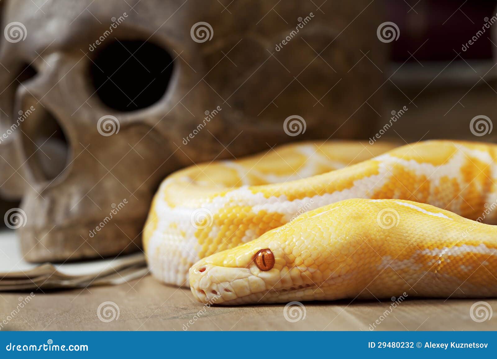 Serpent De Python Albinos De Tigre Photo stock - Image du personne ...