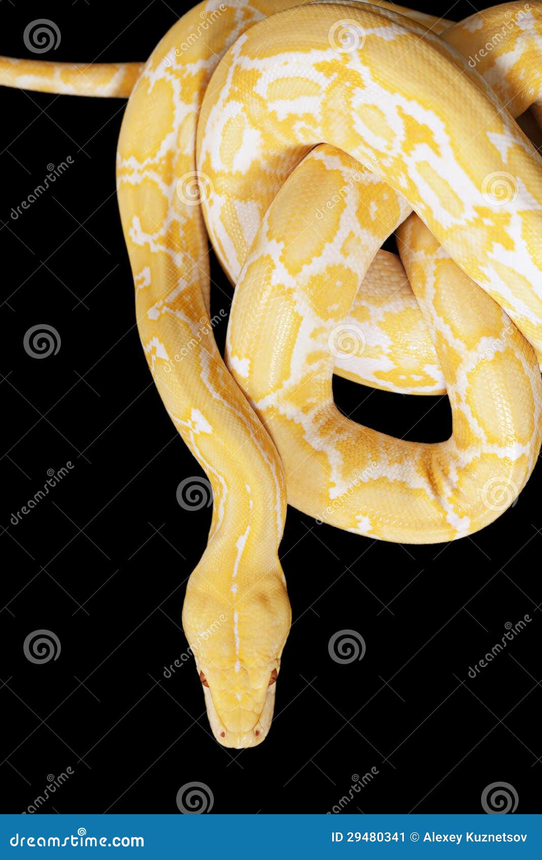 Serpent De Python Albinos De Tigre Image stock - Image du personne ...