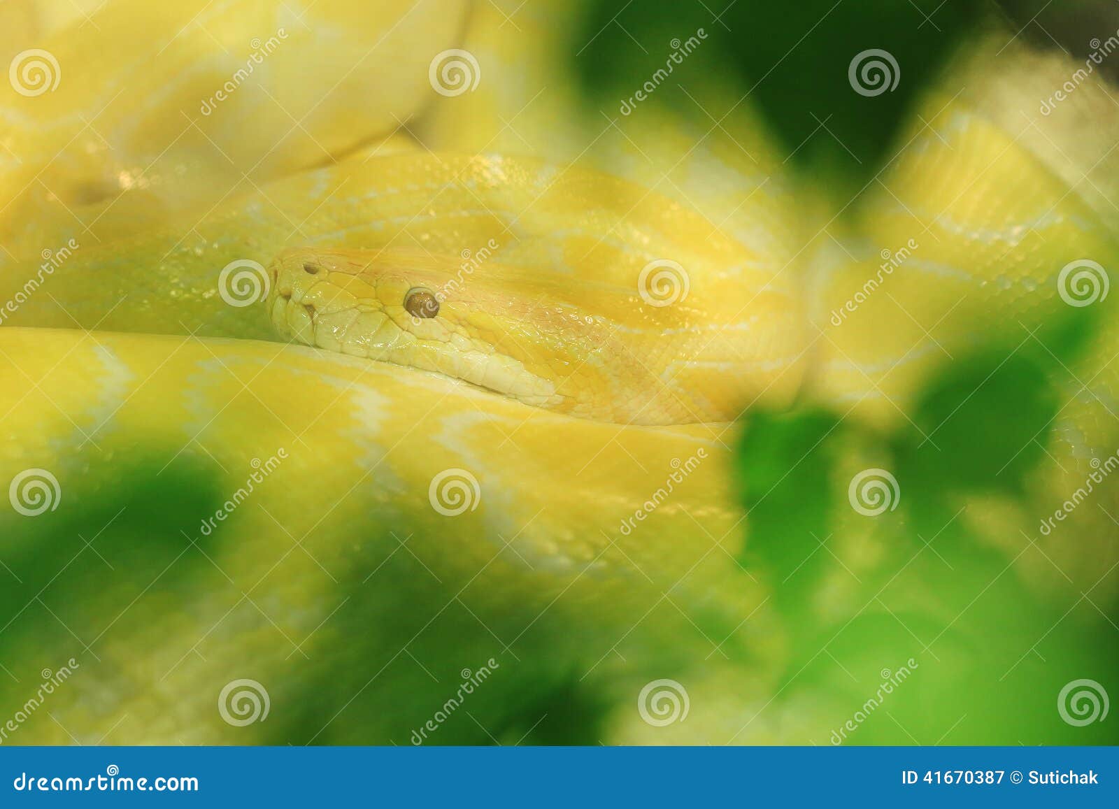 Serpent De Python Albinos De Tigre Image stock - Image du durée, nature ...