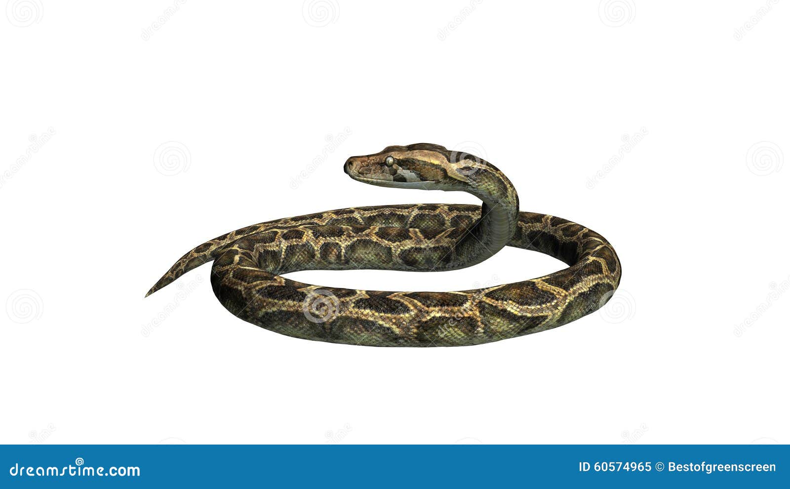 Serpent De Python Dans La Pose Oisive Image stock - Image du python ...