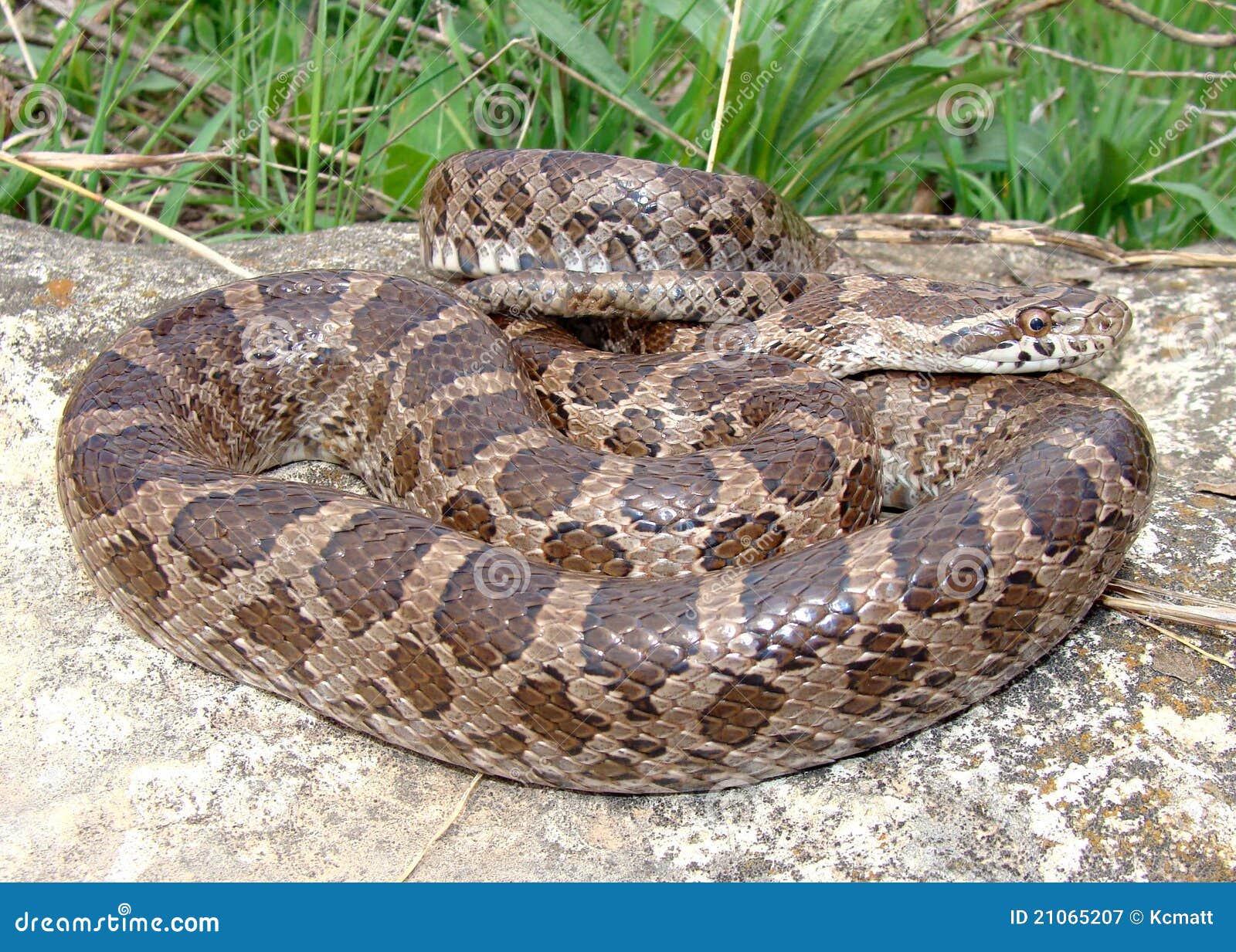 Serpent De Rat De Great Plains, Emoryi De Pantherophis Image stock ...