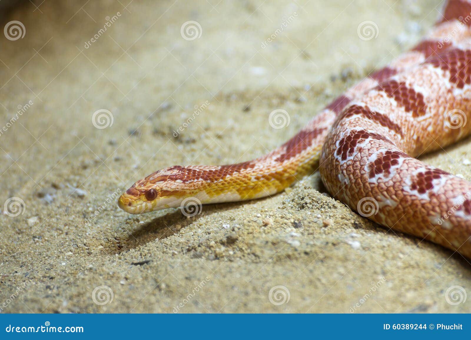 Serpent de sable rouge photo stock. Image du espèces - 60389244