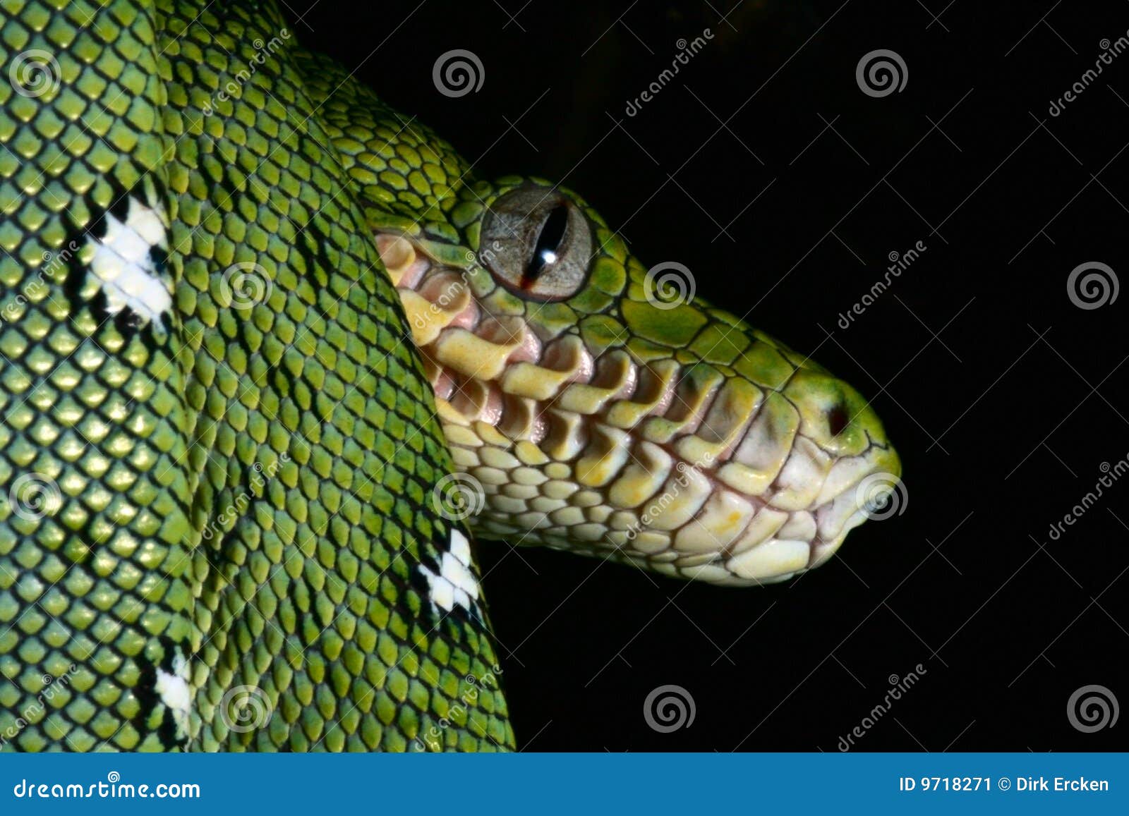 Types de serpents qui vivent dans la forêt tropicale. - Fiche pratique ...