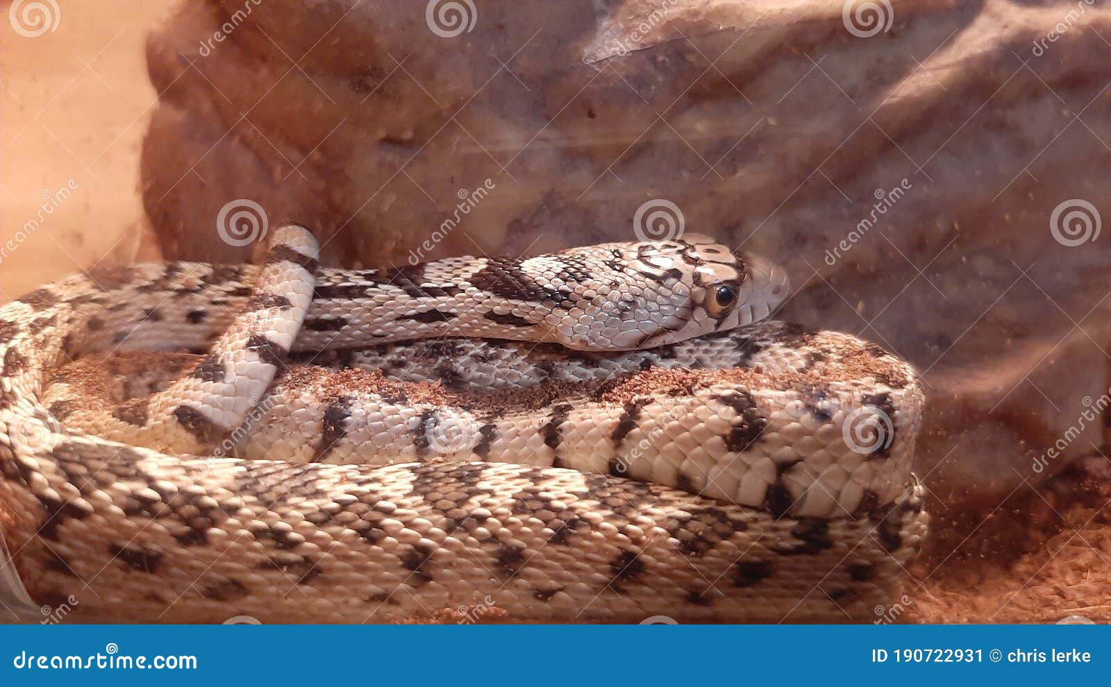 Serpent De Taureaux De Bébé Image stock - Image du crapaud, animal ...