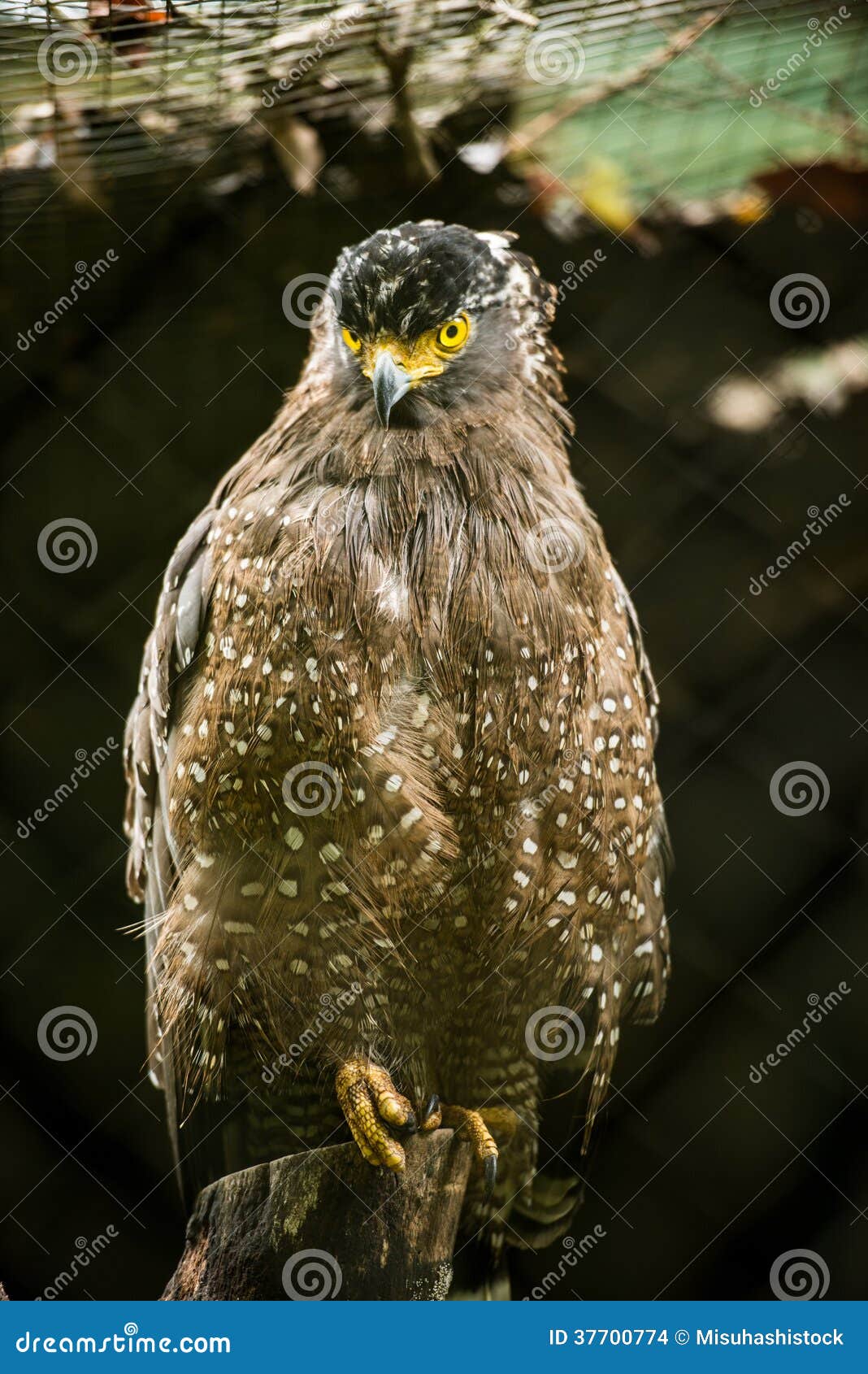 The Feather Serpent - Equinox In Kukulkan Pyramid Royalty-Free Stock ...