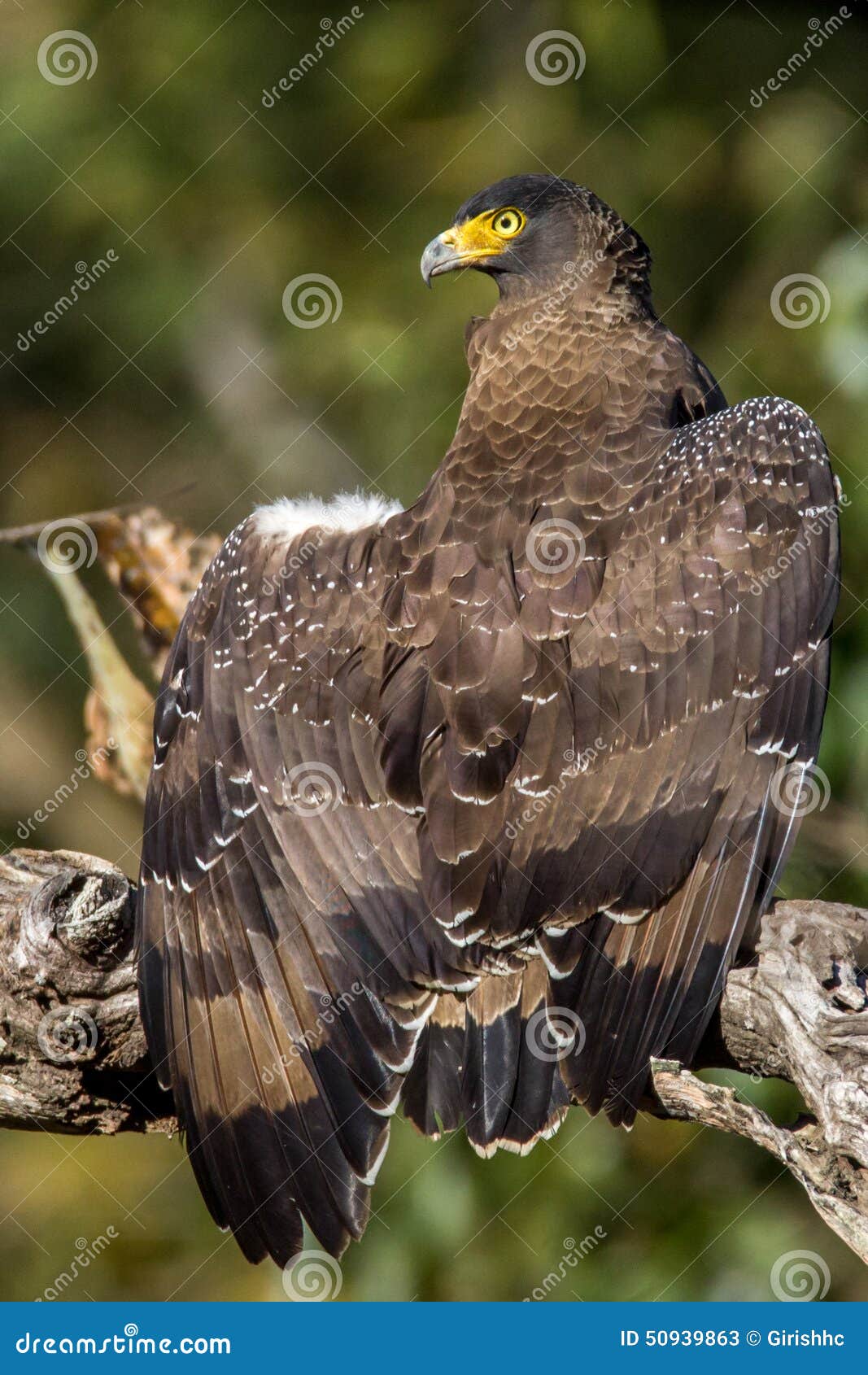 Serpent Eagle Ready To Takeoff Stock Image - Image of reserve, 450mm ...