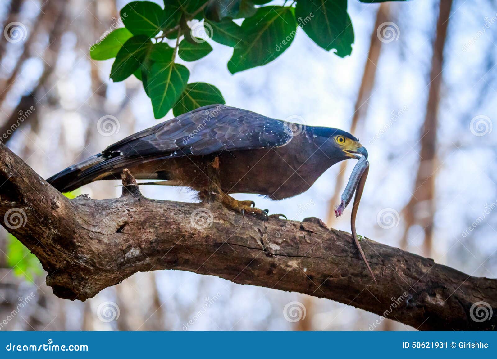 Serpent eagle with a snake stock image. Image of 6nnsambar - 50621931
