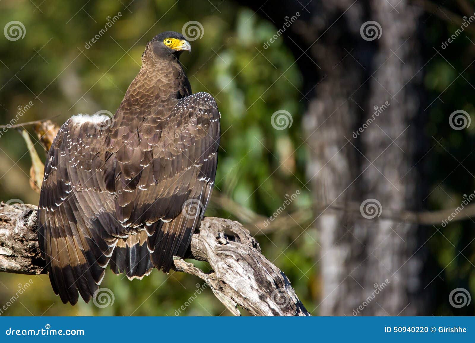 Serpent eagle well lit stock photo. Image of canon, eagle - 50940220