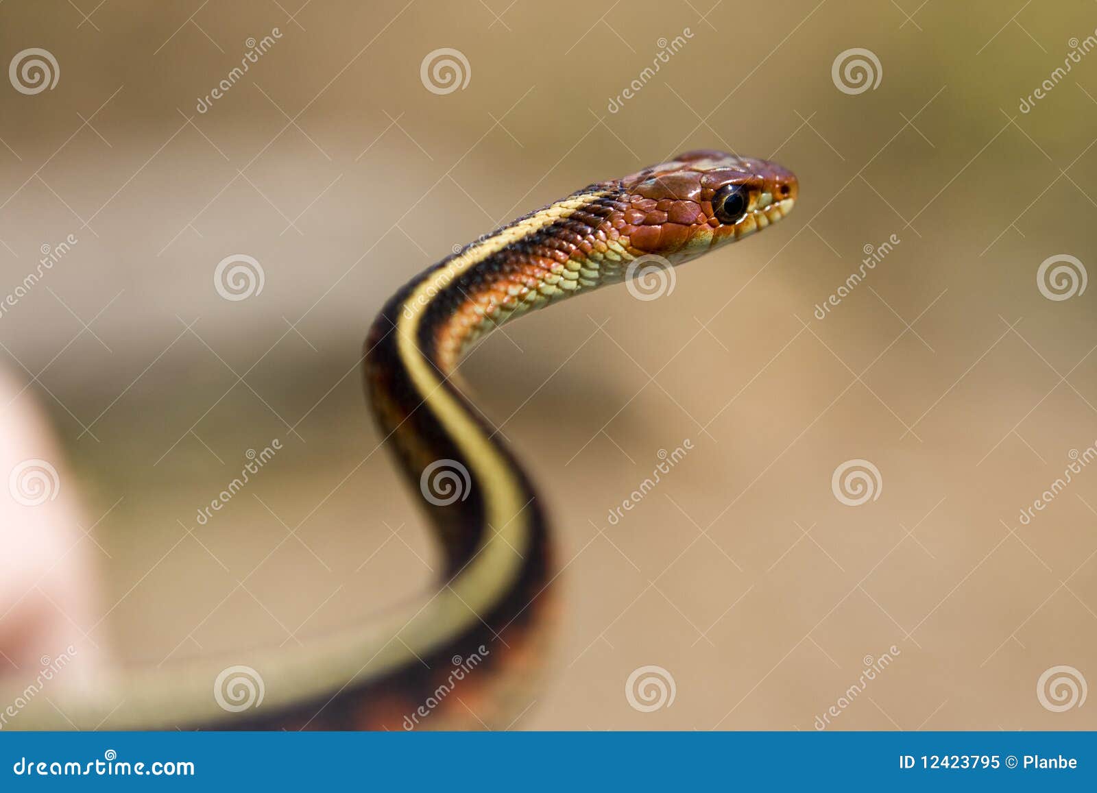 Serpent in hand stock image. Image of stripes, slither - 12423795