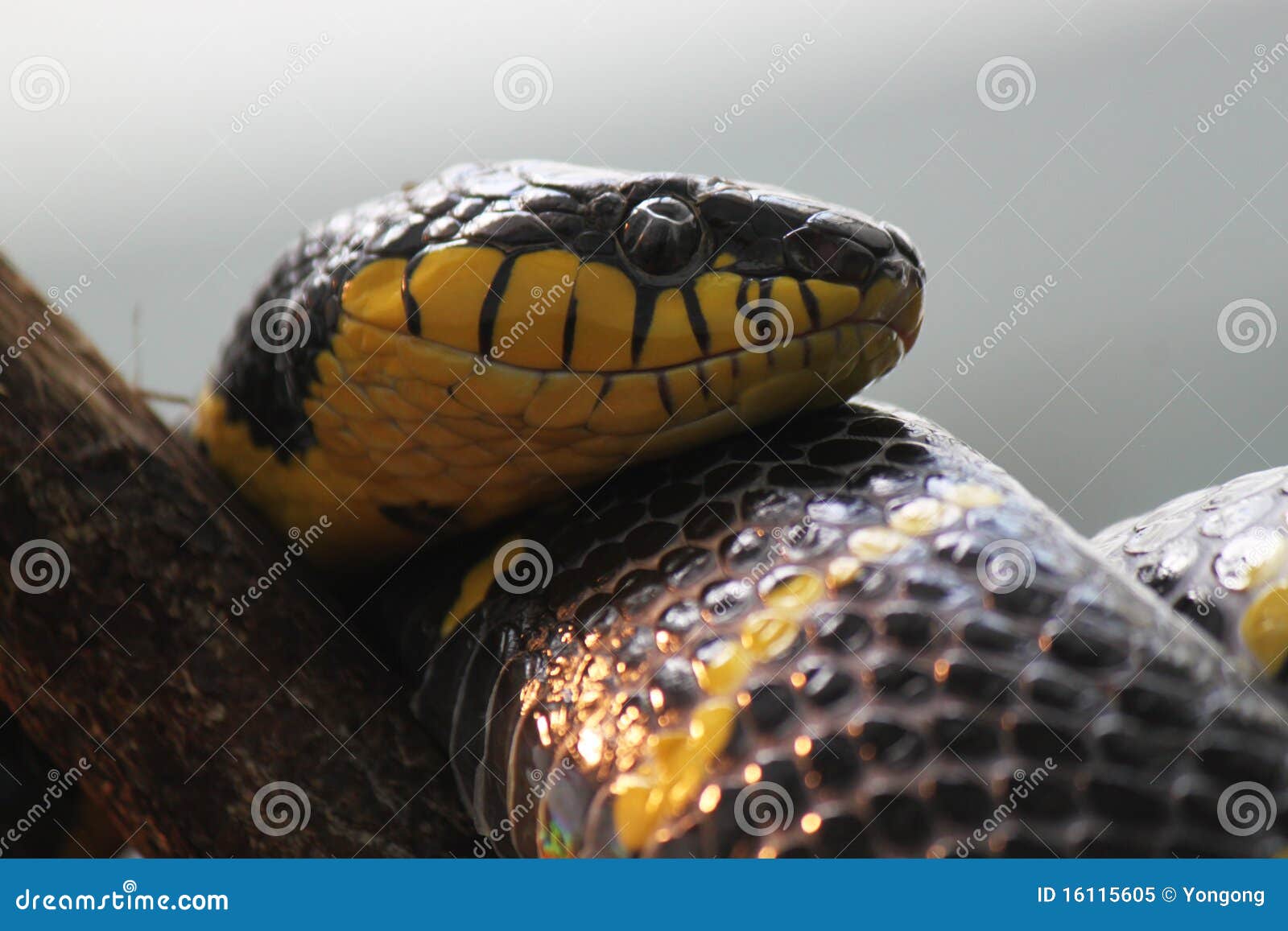 Serpent Jaune Et Noir De Cobra Image stock - Image du serpent, noir ...