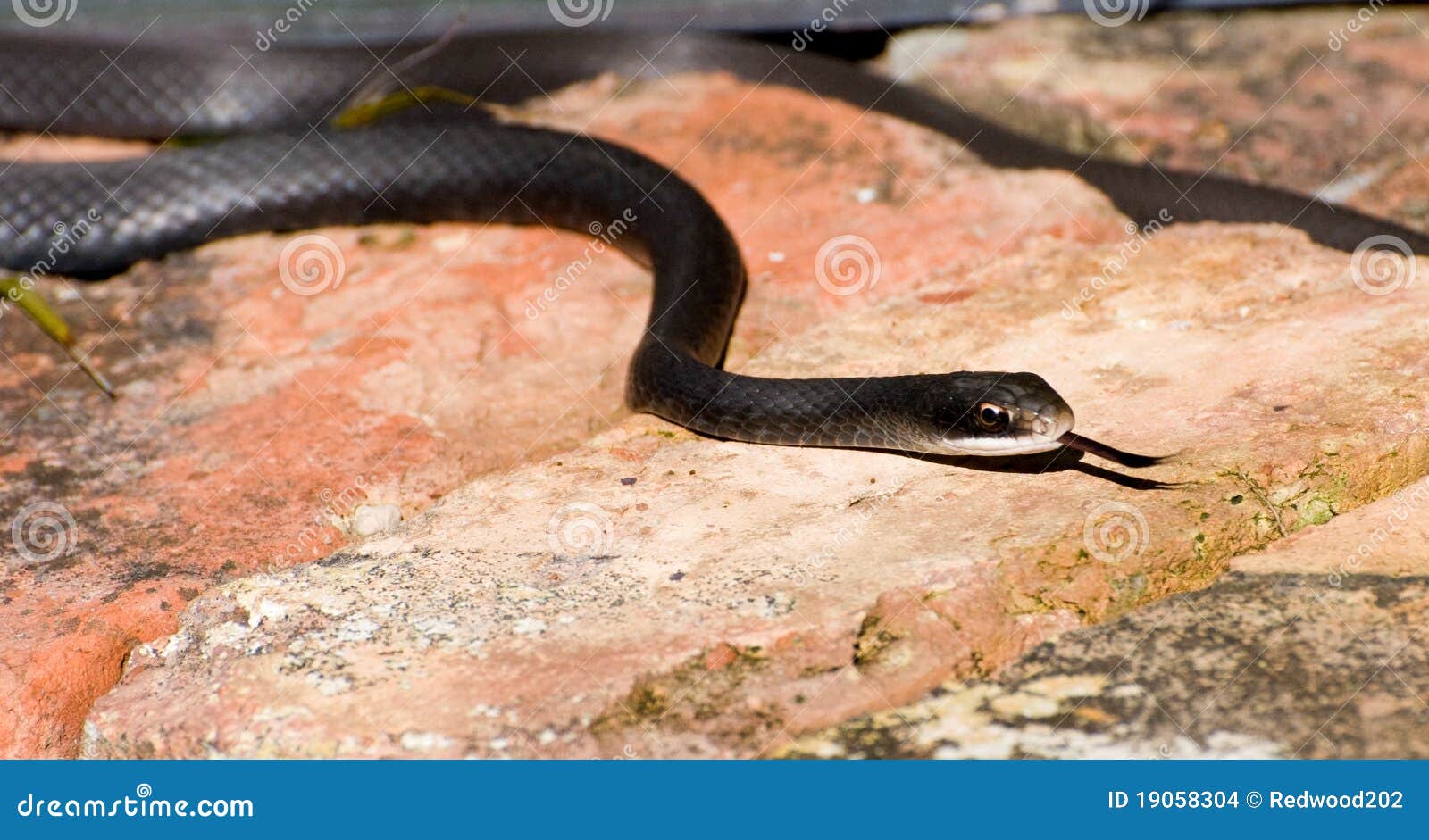 Serpent noir photo stock. Image du ramper, animal, jardin - 19058304