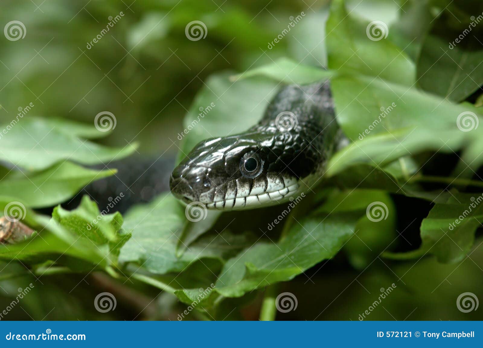 Serpent Noir Dans Les Buissons Image stock - Image du centrale ...