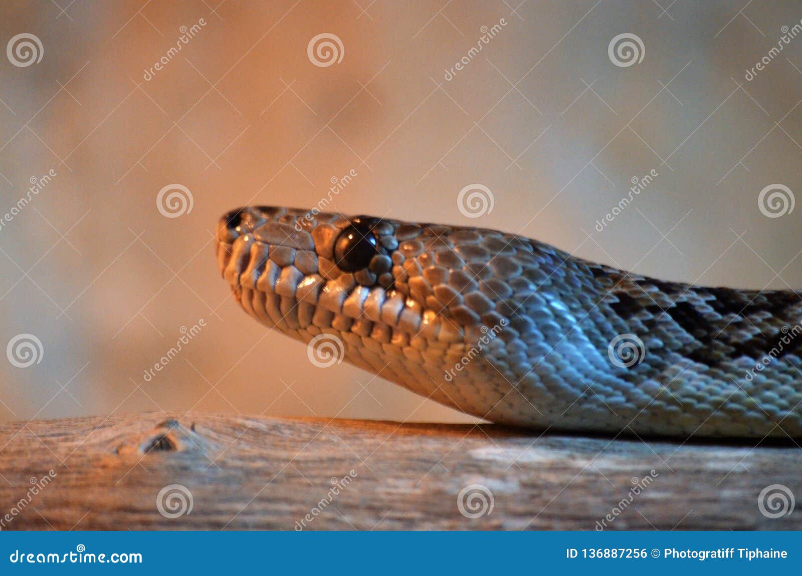Serpent stock photo. Image of serpent, reptile, animal - 136887256