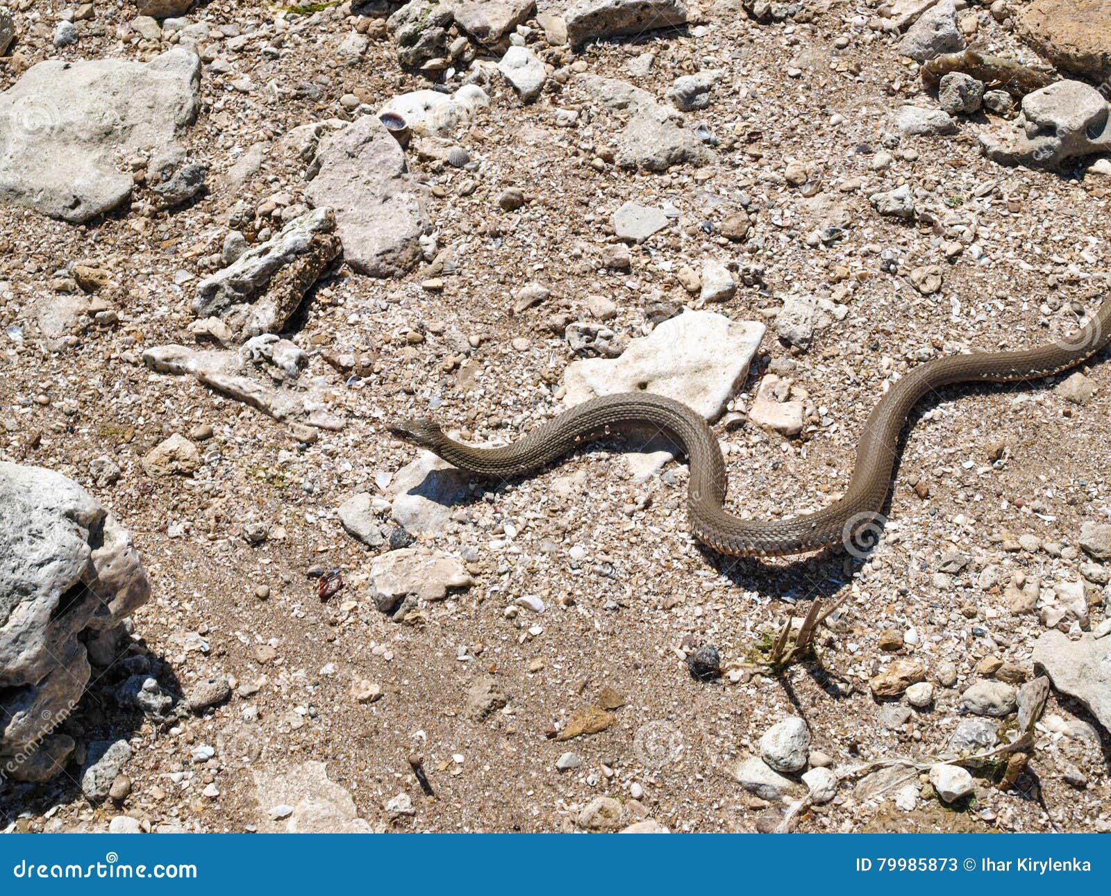 Serpent rampant au sol image stock. Image du attention - 79985873