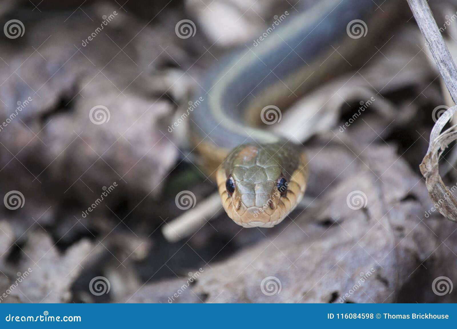 Serpent Rampant Sur La Fin De La Terre Photo stock - Image du animal ...