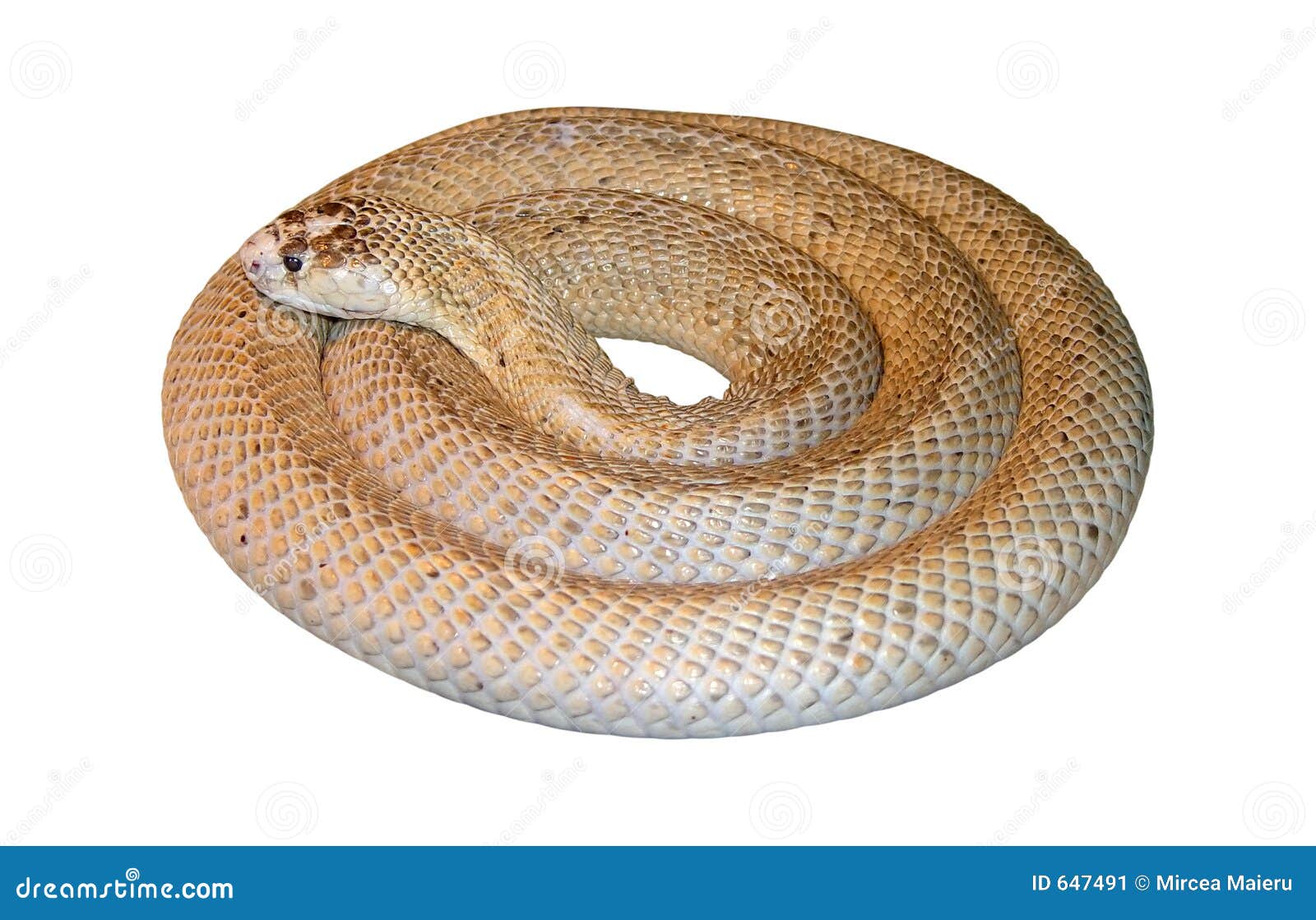 Serpent rond parfait image stock. Image du dégagement, beige - 647491
