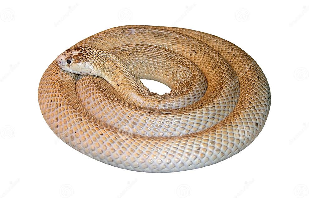 Serpent rond parfait image stock. Image du dégagement, beige - 647491