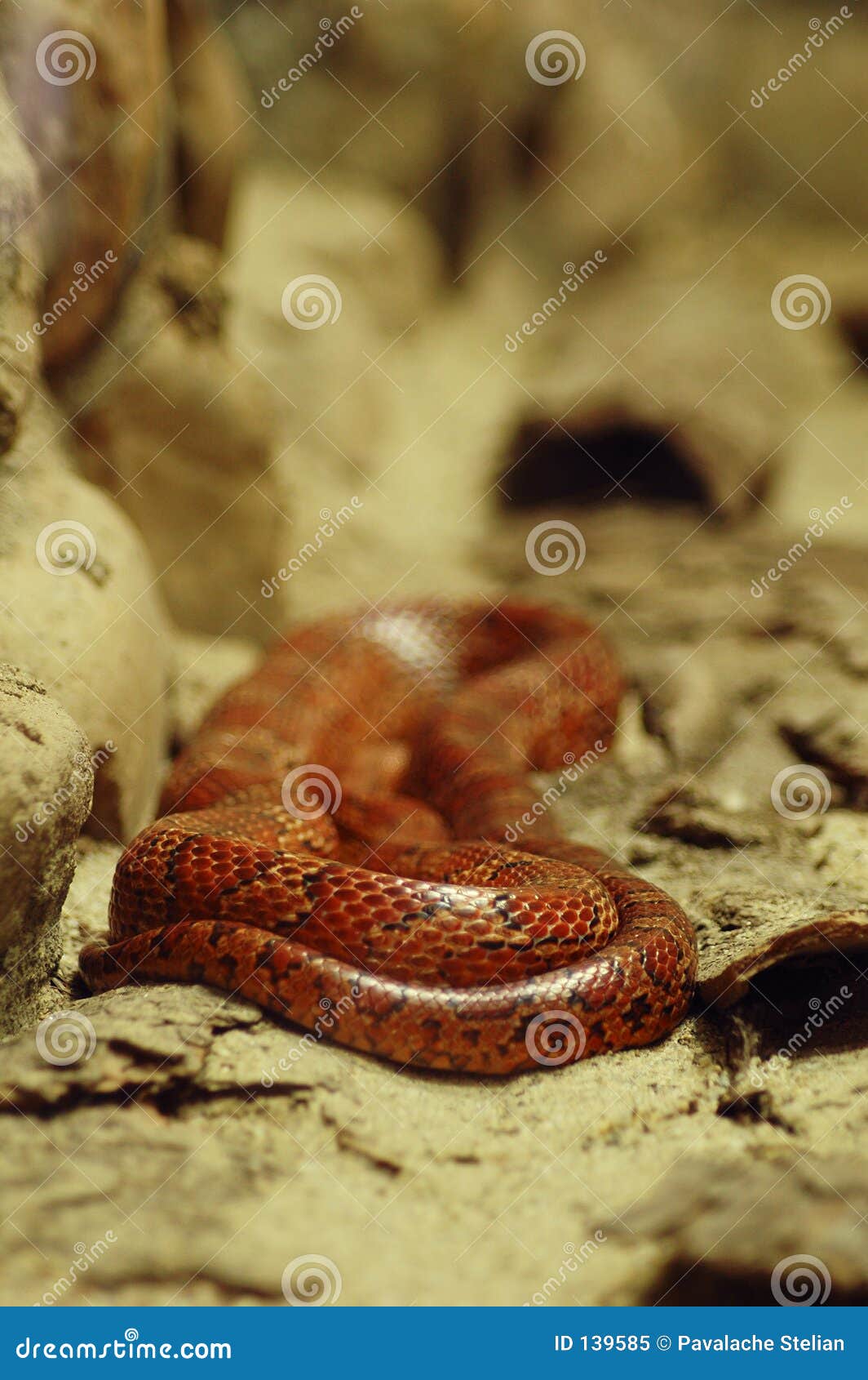 Serpent rouge image stock. Image du captif, rouge, peau - 139585