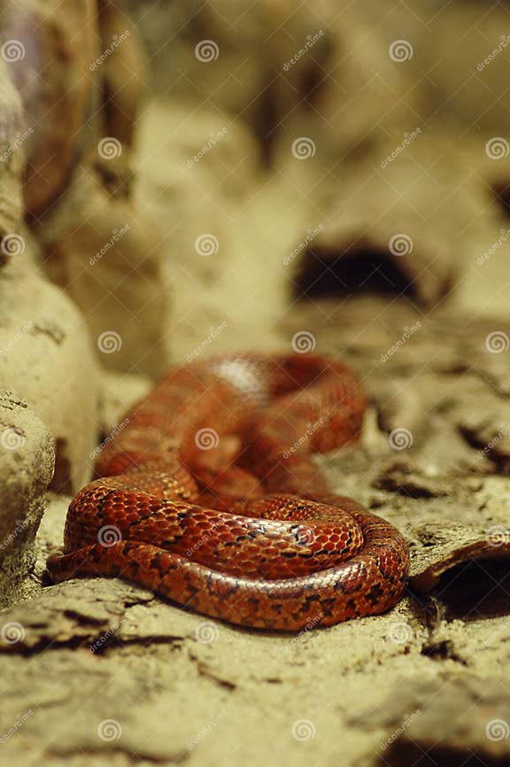 Serpent rouge image stock. Image du captif, rouge, peau - 139585