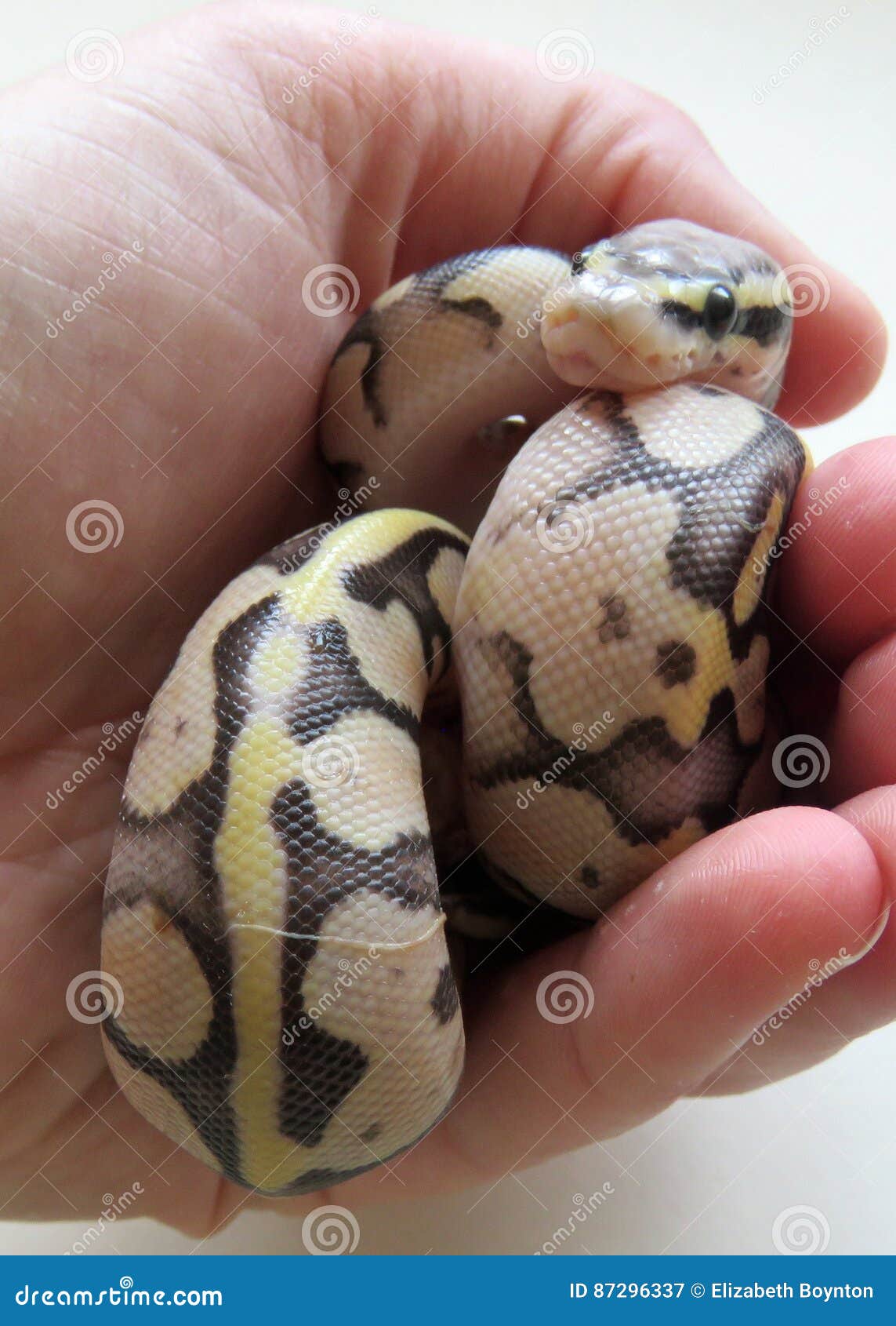 Serpent Royal/de Boule Python De Bébé Image stock - Image du pythons ...