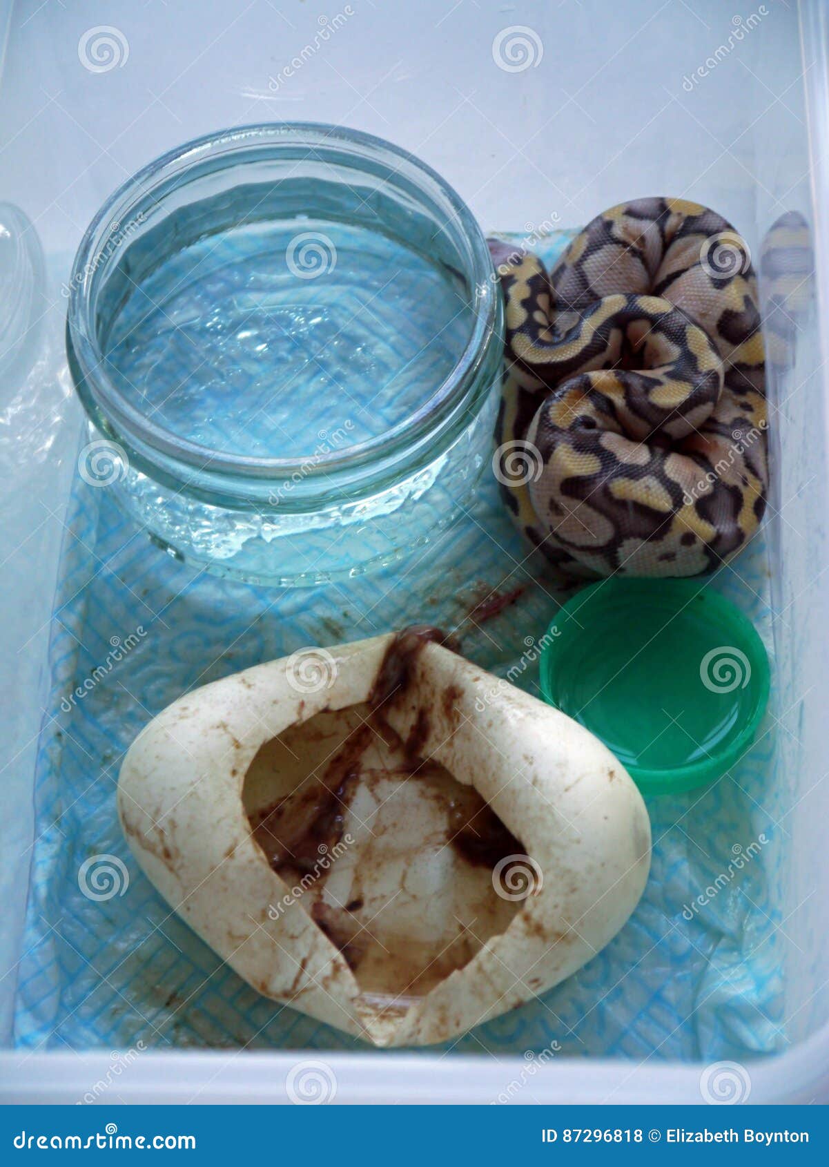 Serpent Royal/de Boule Python De Bébé Photo stock - Image du serpents ...