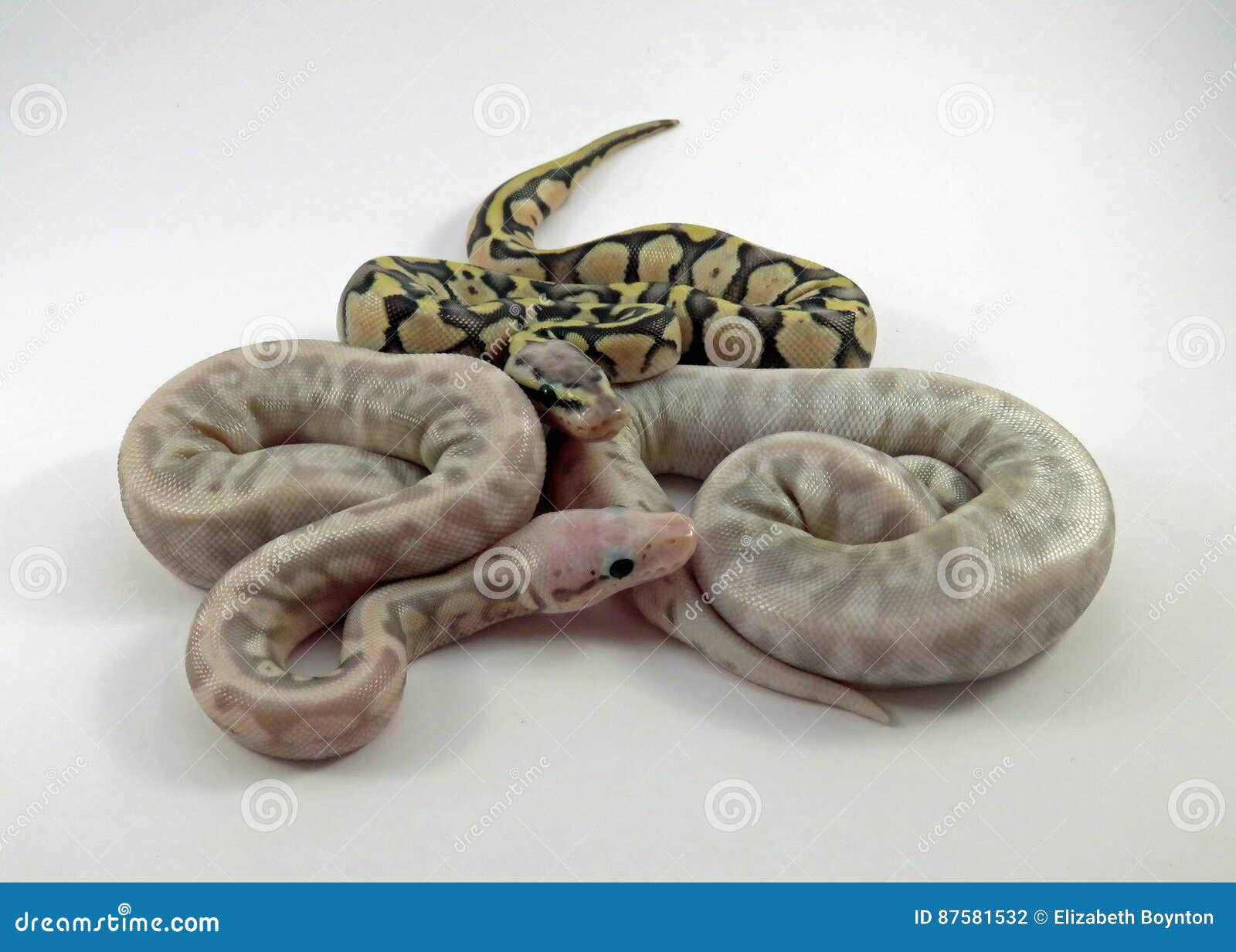 Serpent Royal/de Boule Python De Bébé Photo stock - Image du plaine ...