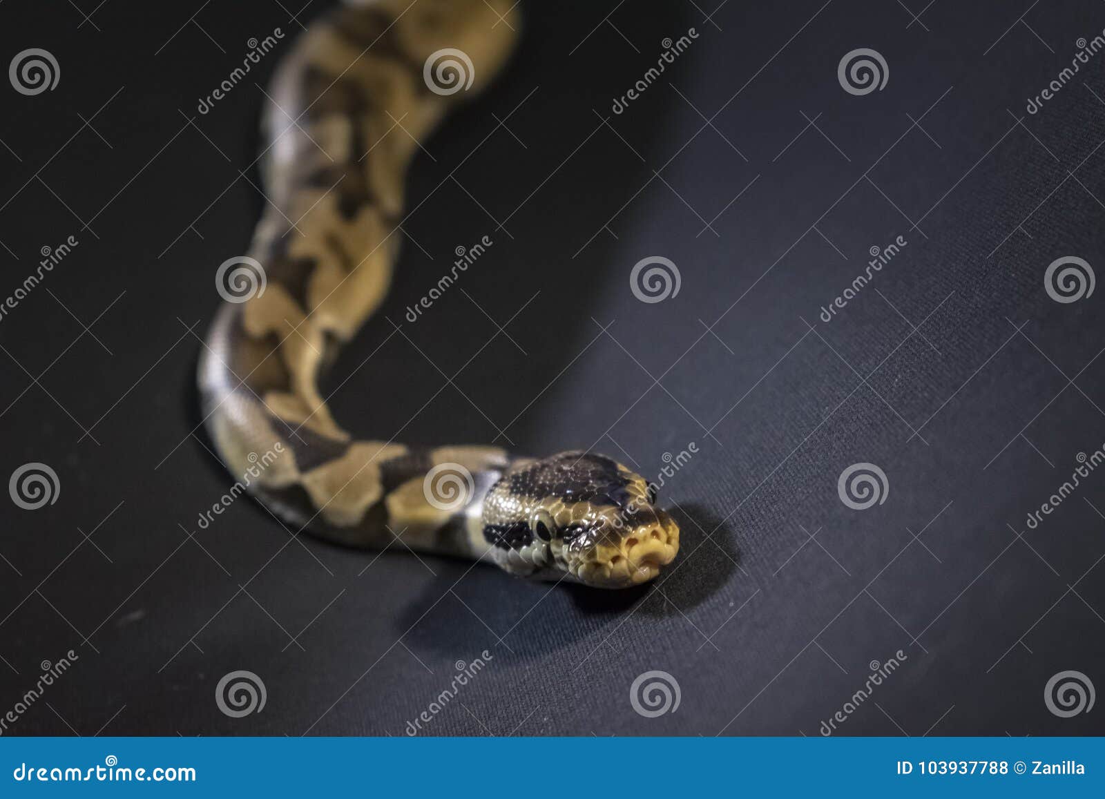 Serpent Royal Ou De Boule De Python Photo stock - Image du fond, faune ...