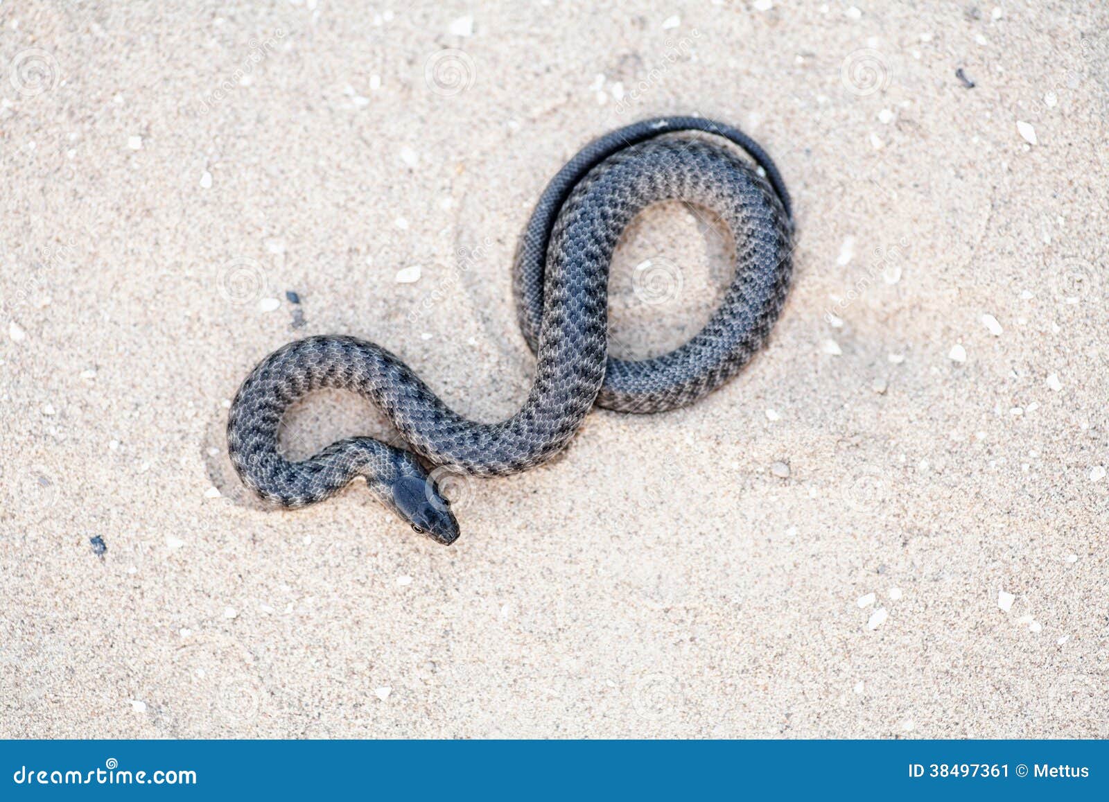 Serpent on sand stock image. Image of snake, safari, friendly - 38497361