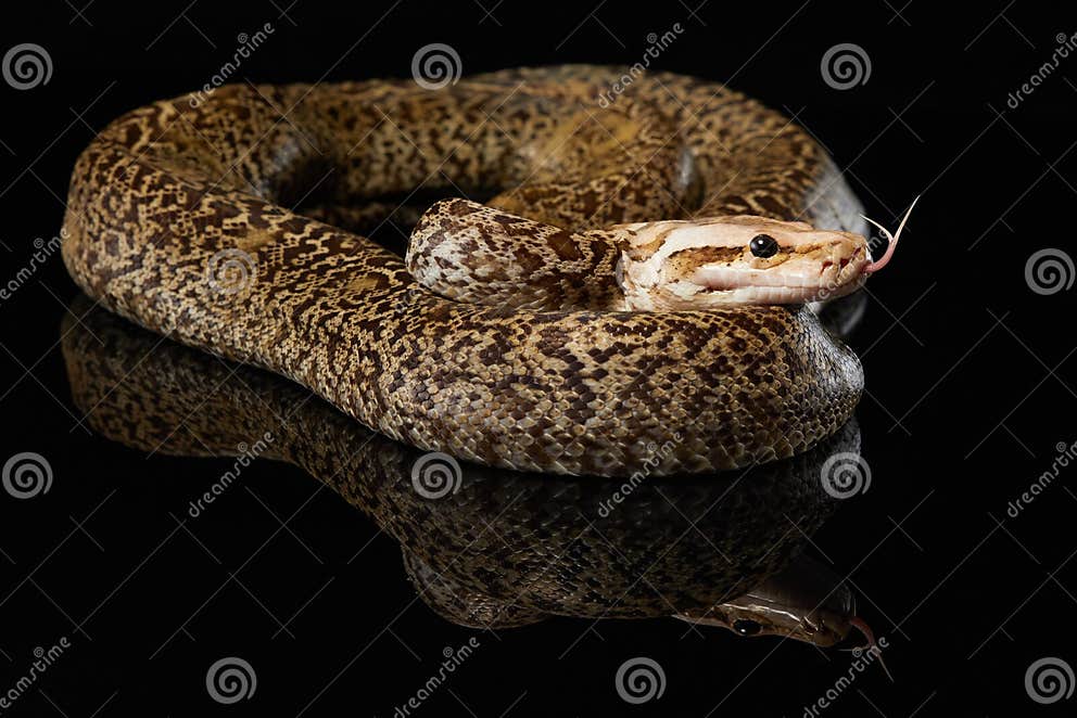 Serpent Sur Fond Noir. Python. Image stock - Image du copie, créature ...