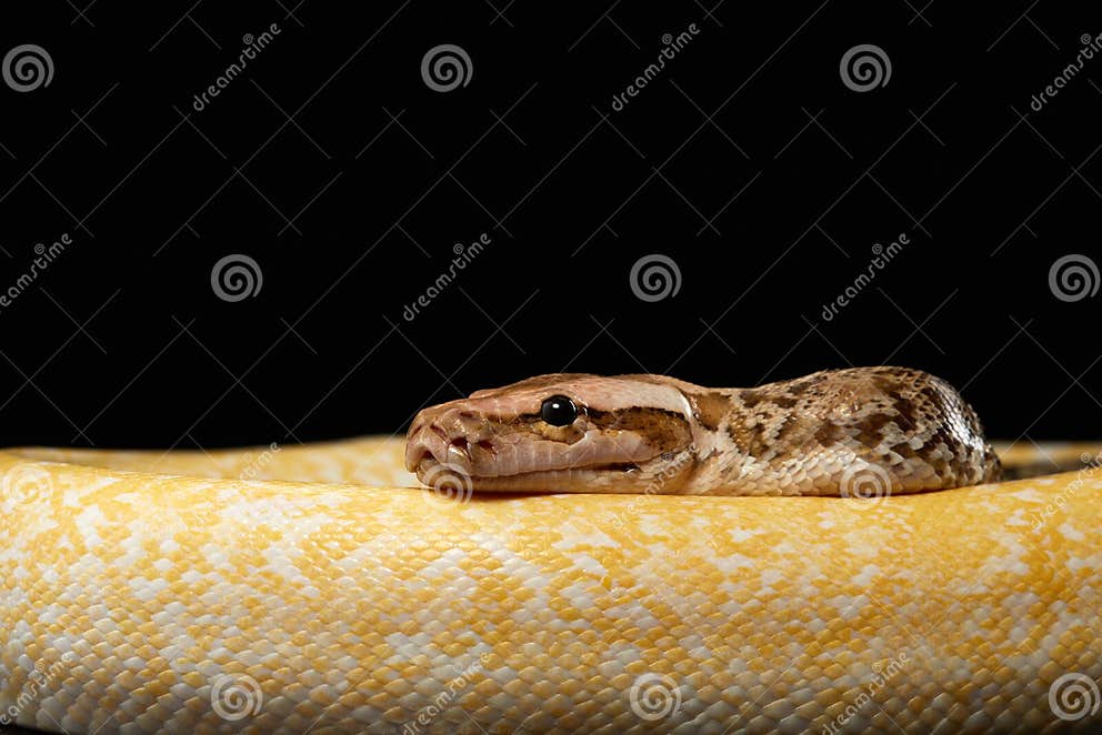Serpent Sur Fond Noir. Python. Image stock - Image du réticulé ...