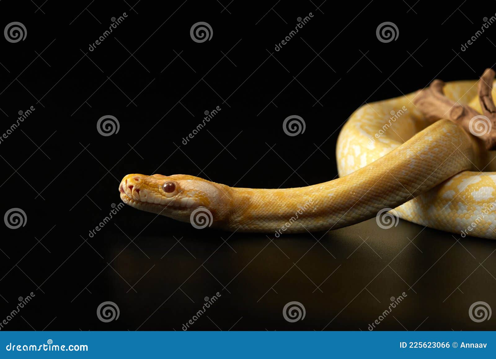 Serpent Sur Fond Noir. Python. Photo stock - Image du coloré, sinistre ...