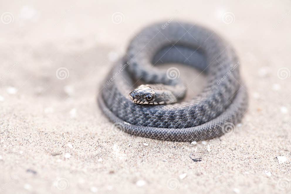 Serpent sur le sable photo stock. Image du environnement - 38497330