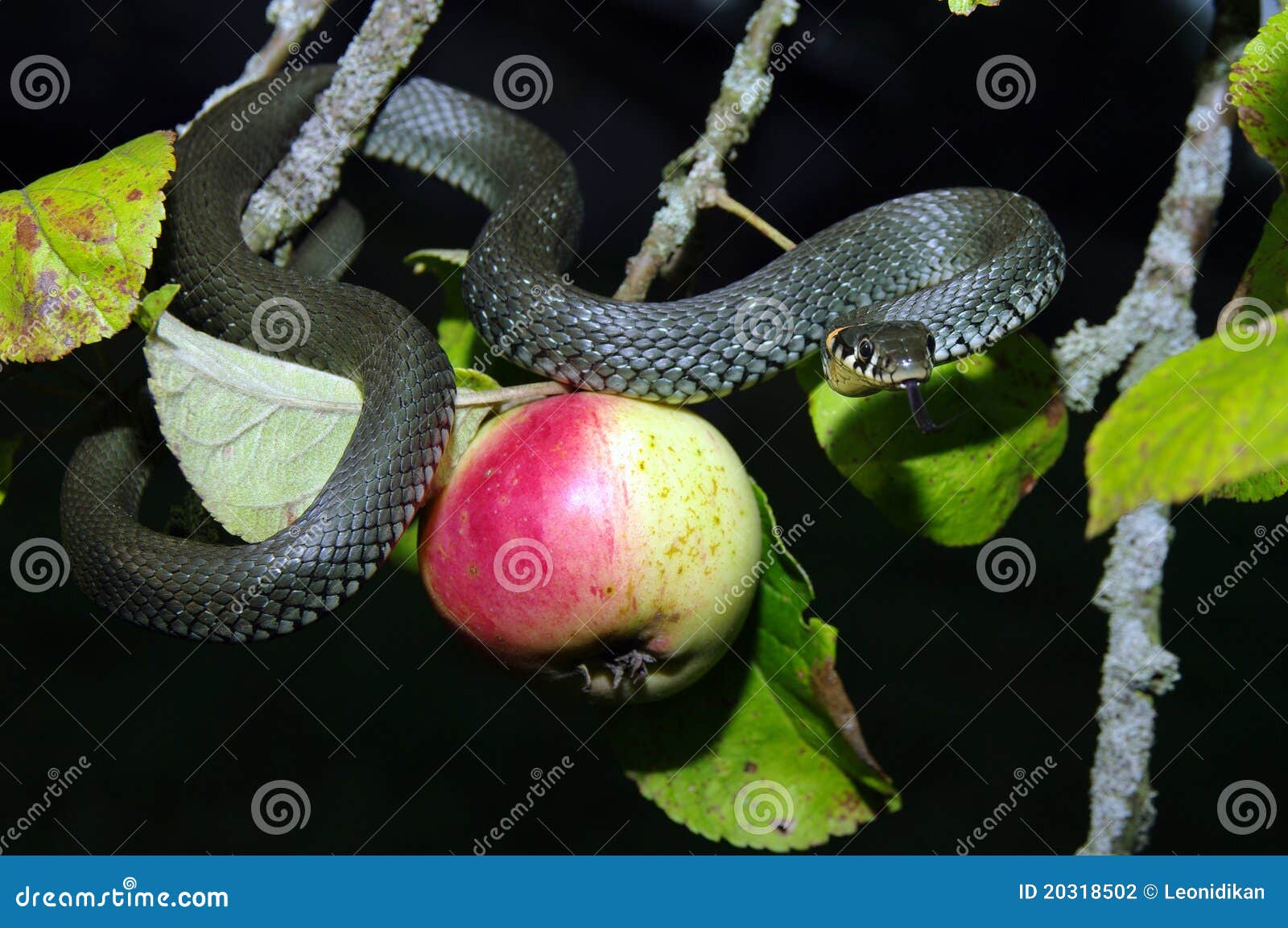 Serpent Tempter stock photo. Image of poison, apple, scaly - 20318502