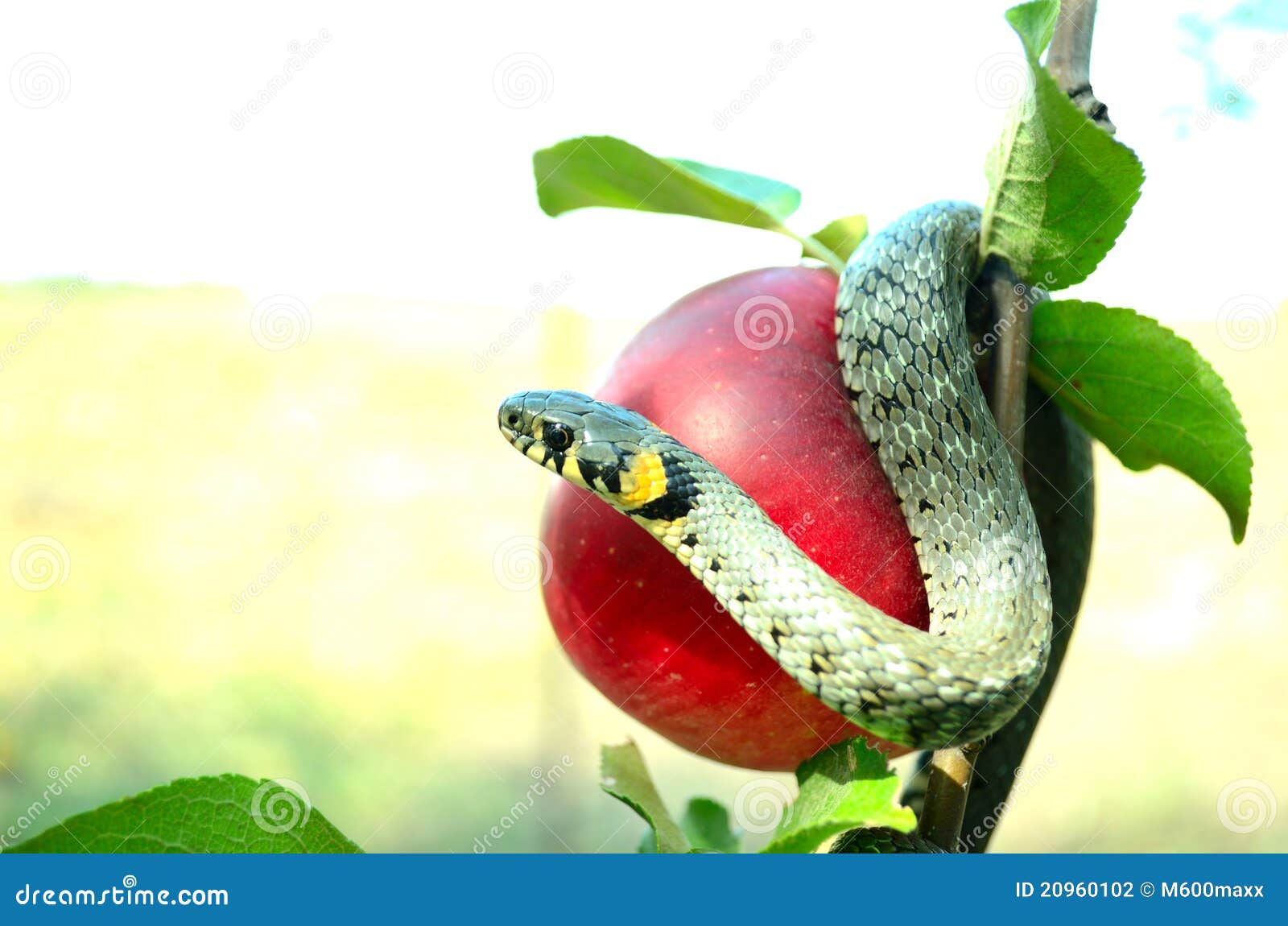 Sin Snake Apple Stock Photography | CartoonDealer.com #1833638
