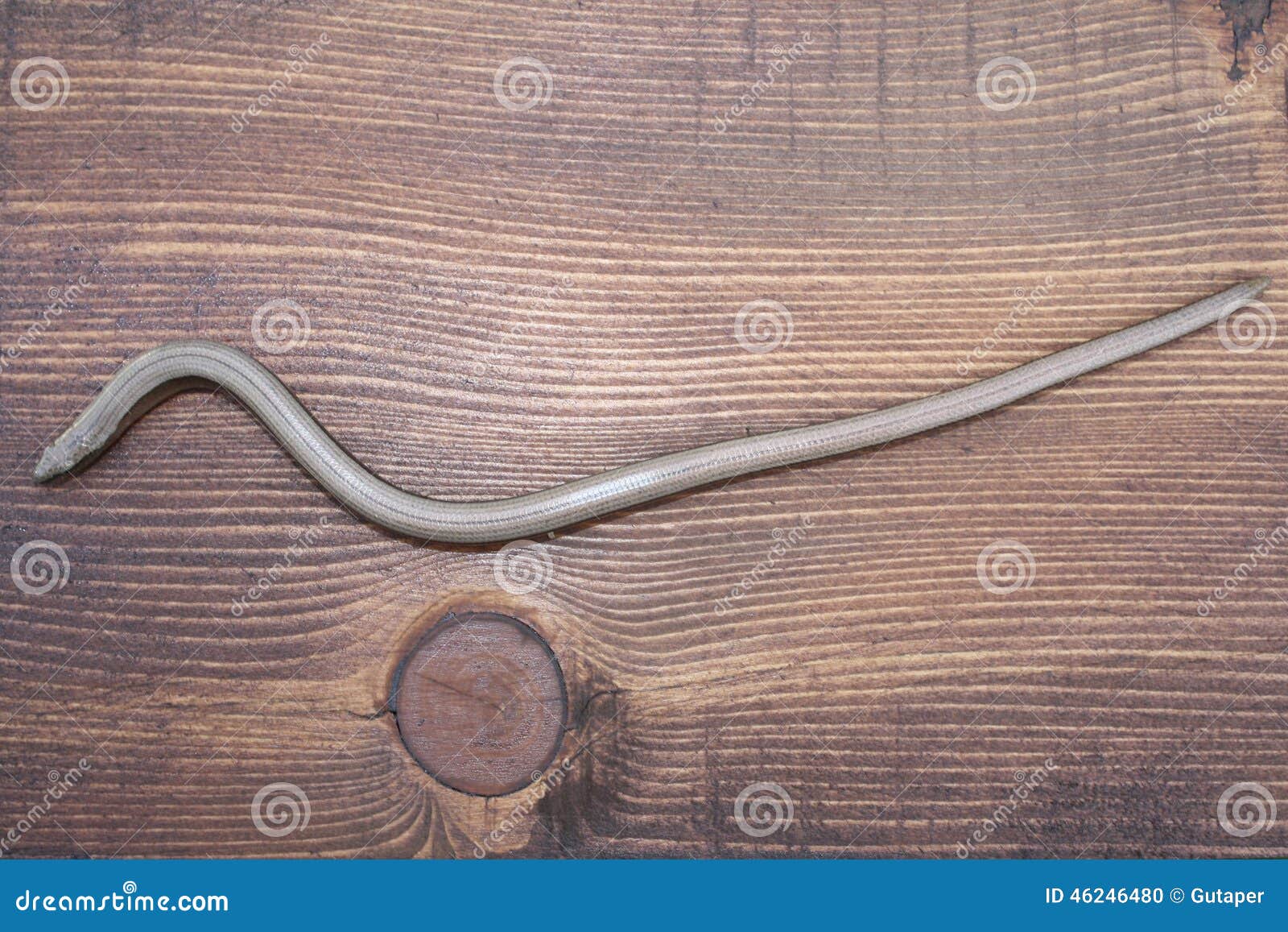 Wooden texture stock photo. Image of front, look, wildlife - 46246480