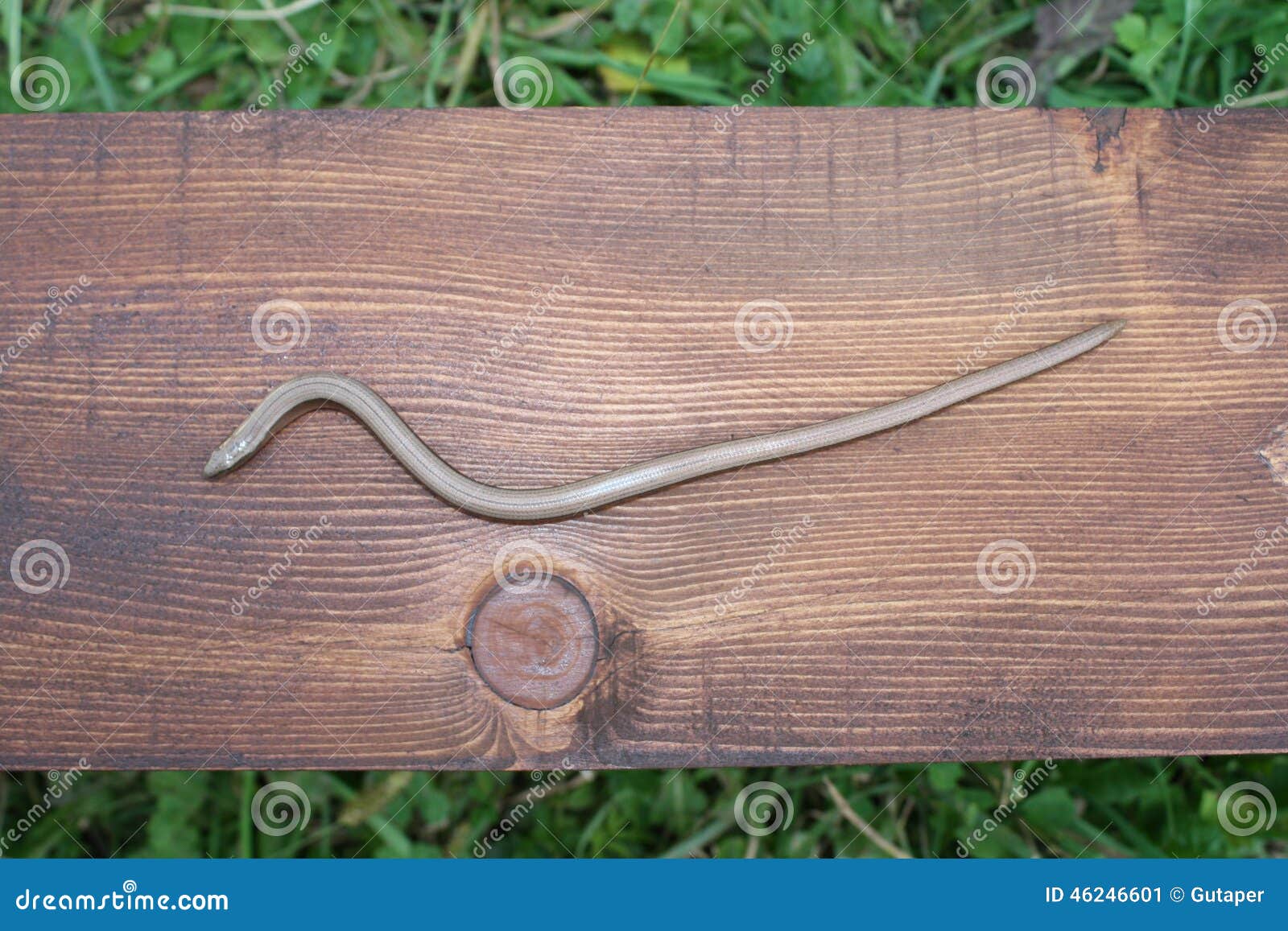 The Serpent on the Texture Wood Stock Image - Image of nature, board ...