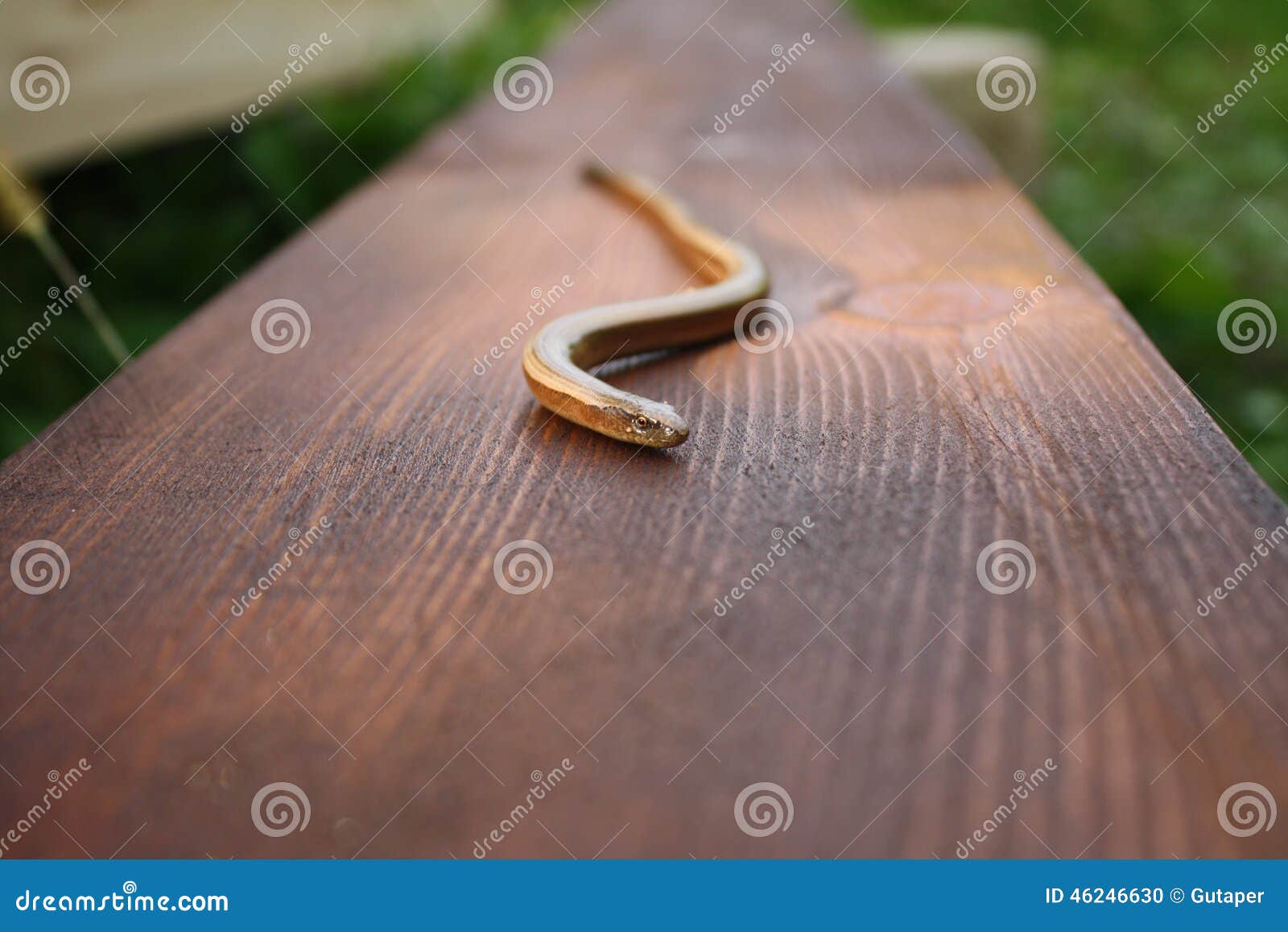 The Serpent on the Texture Wood Stock Photo - Image of board, full ...