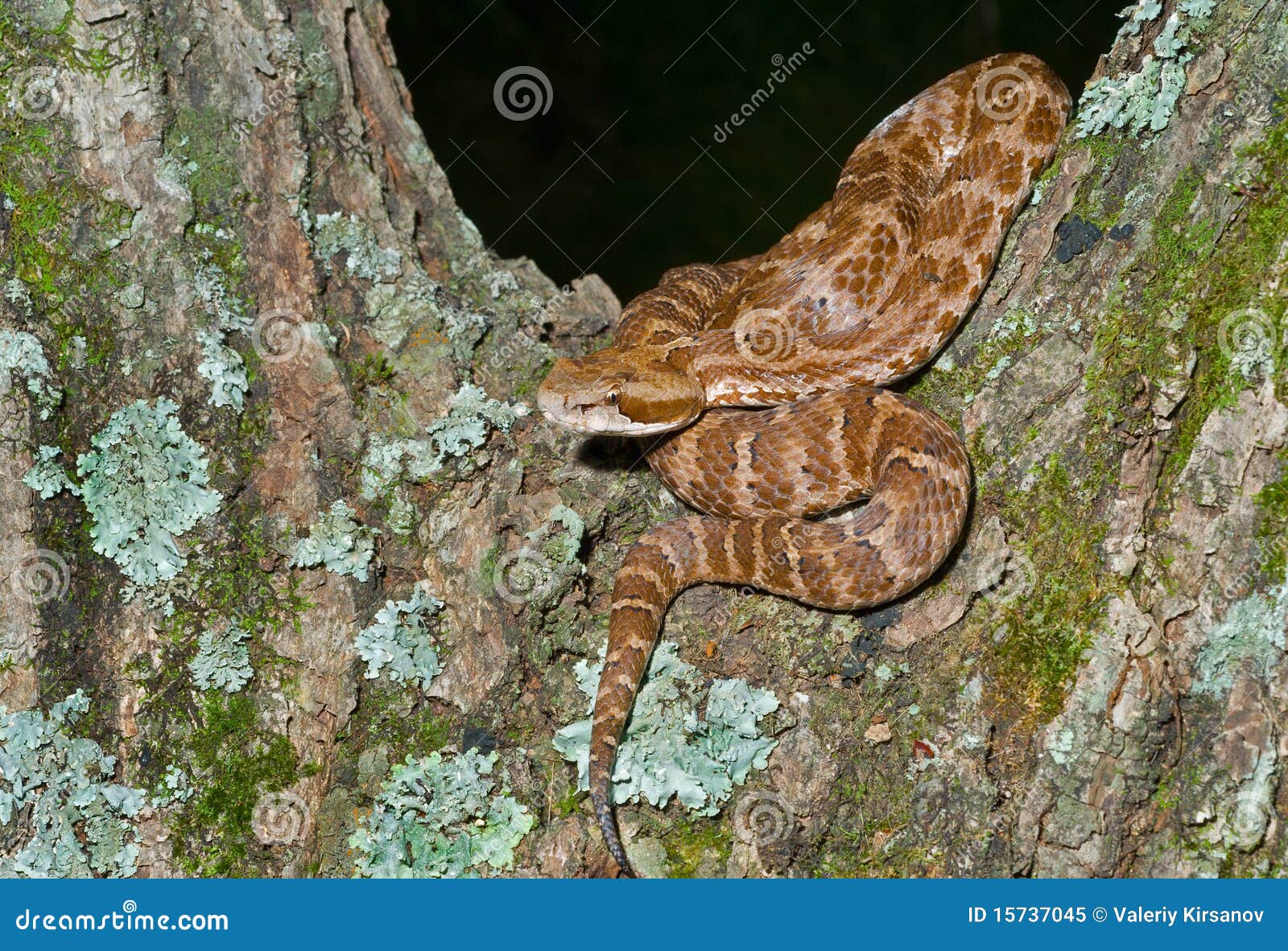 Serpent venimeux 10 image stock. Image du lézardez, sauvage - 15737045