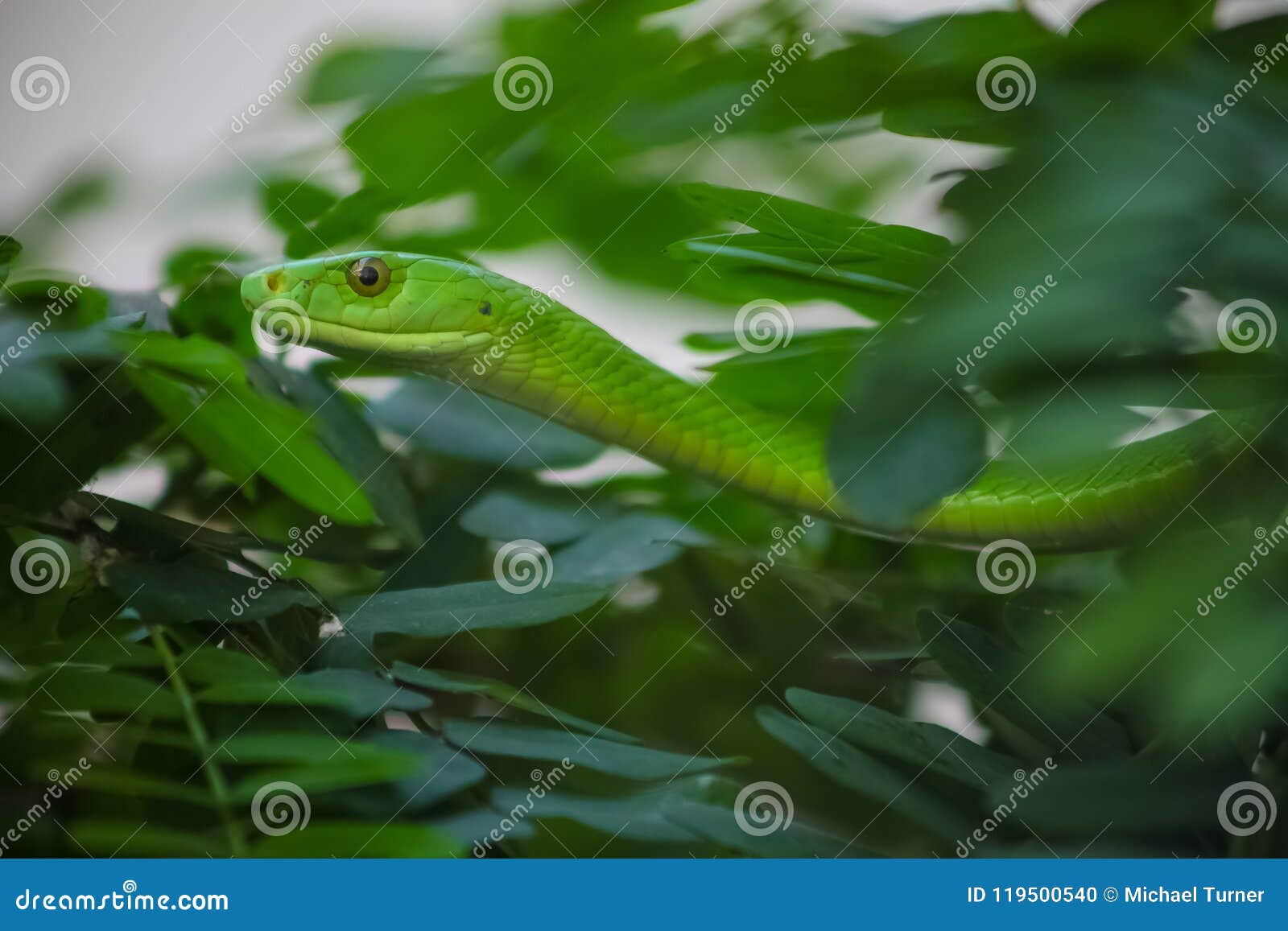 Serpent Venimeux D'arbre De Mamba Vert Photo stock - Image du créature ...