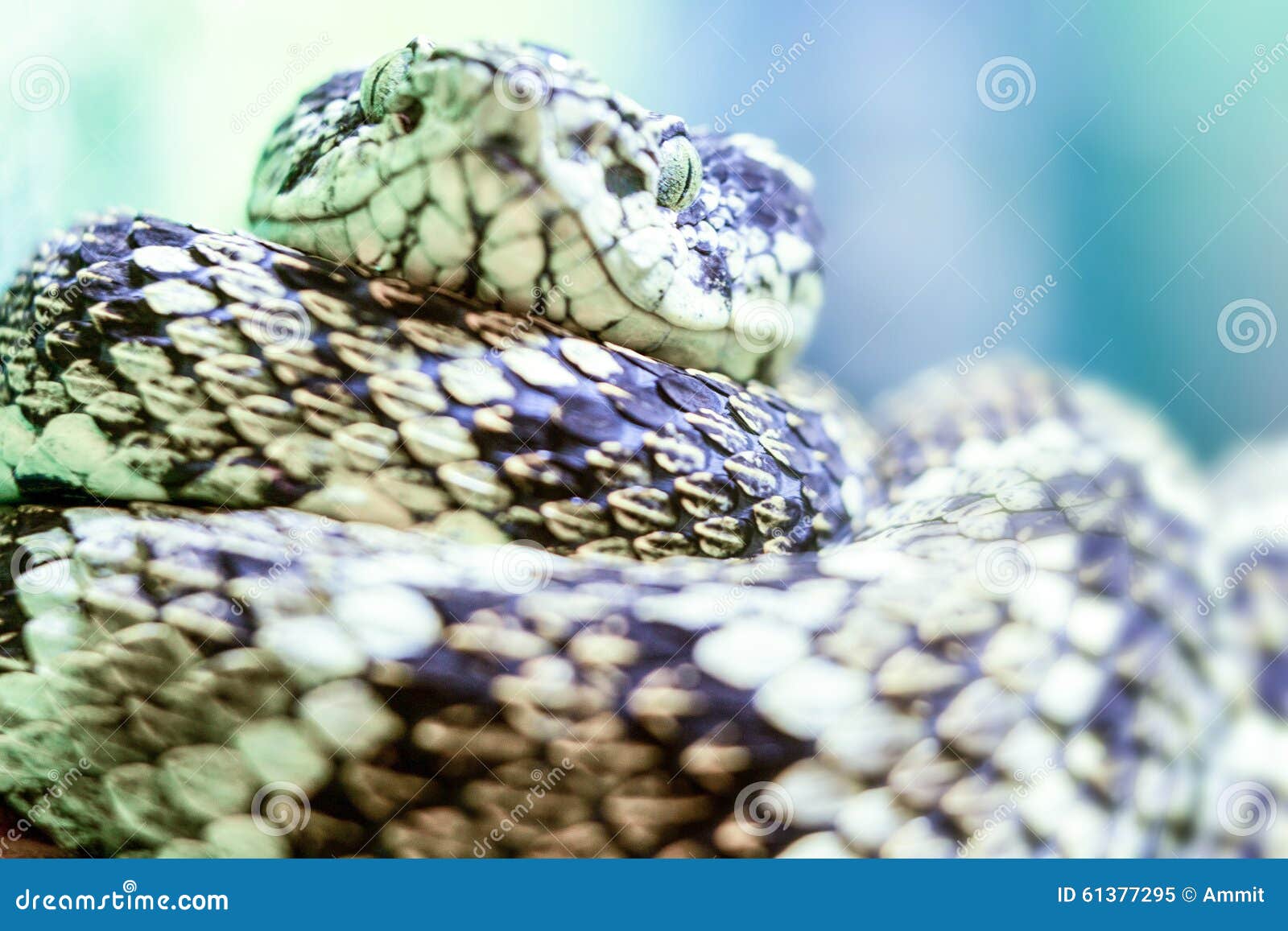 Serpent Venimeux De Bothriechis Lateralis Image stock - Image du ...