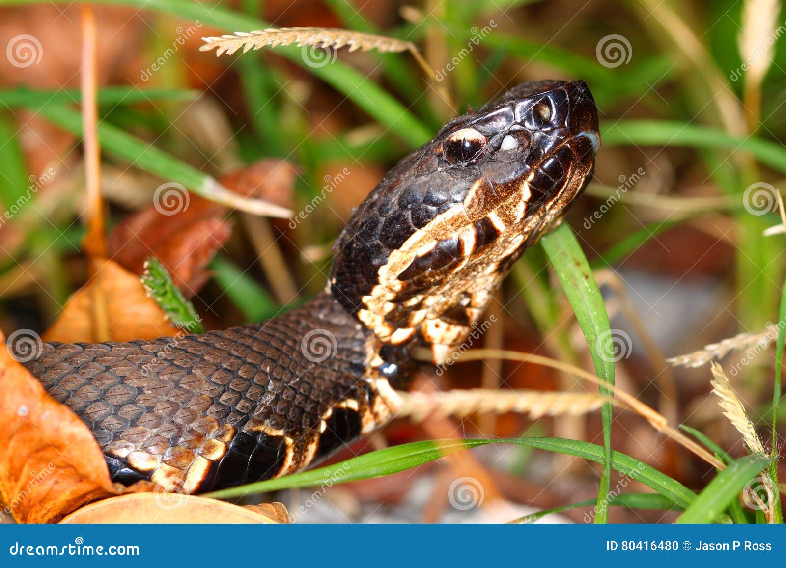 Serpent Venimeux De Cottonmouth Photo stock - Image du illinois ...