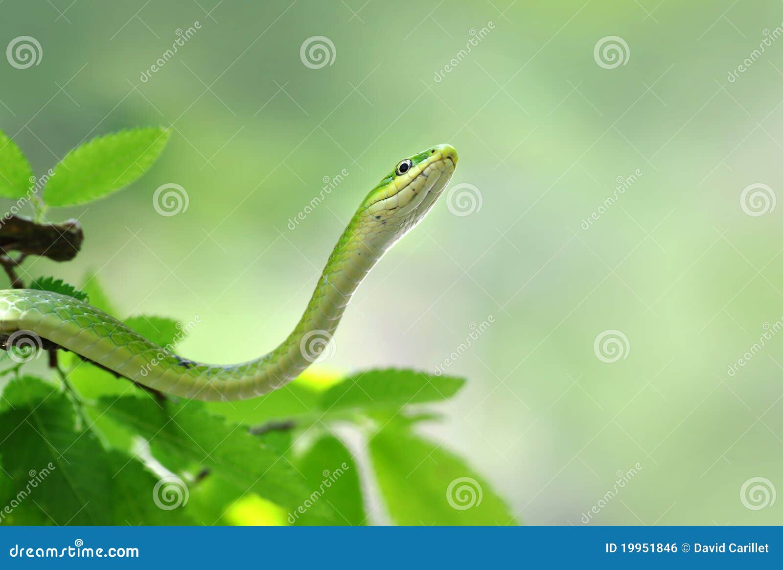 Serpent vert photo stock. Image du centrale, vert, doux - 19951846