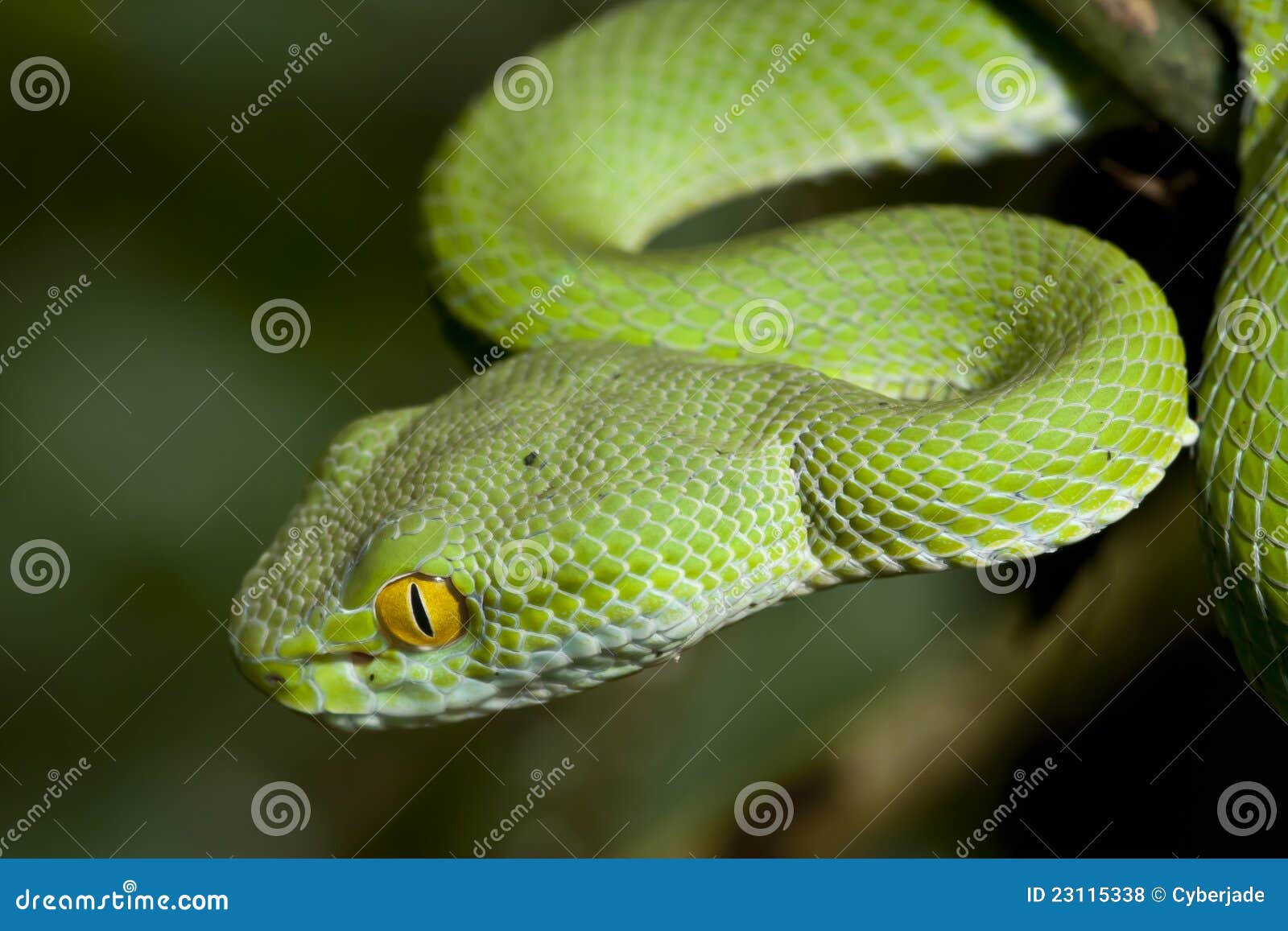 Serpent vert photo stock. Image du peau, nuit, vert, amazone - 23115338