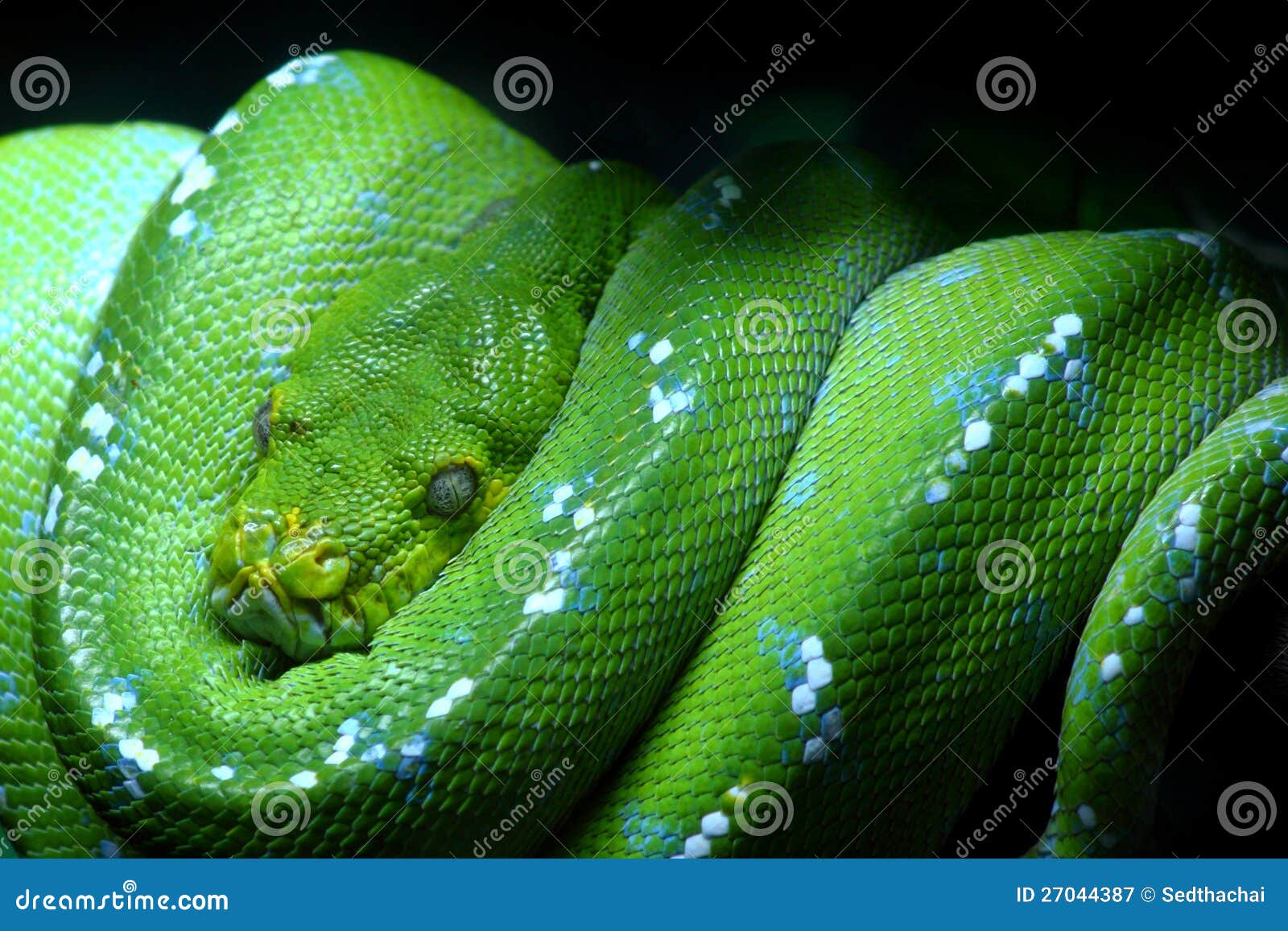 Serpent vert image stock. Image du python, langue, famille - 27044387