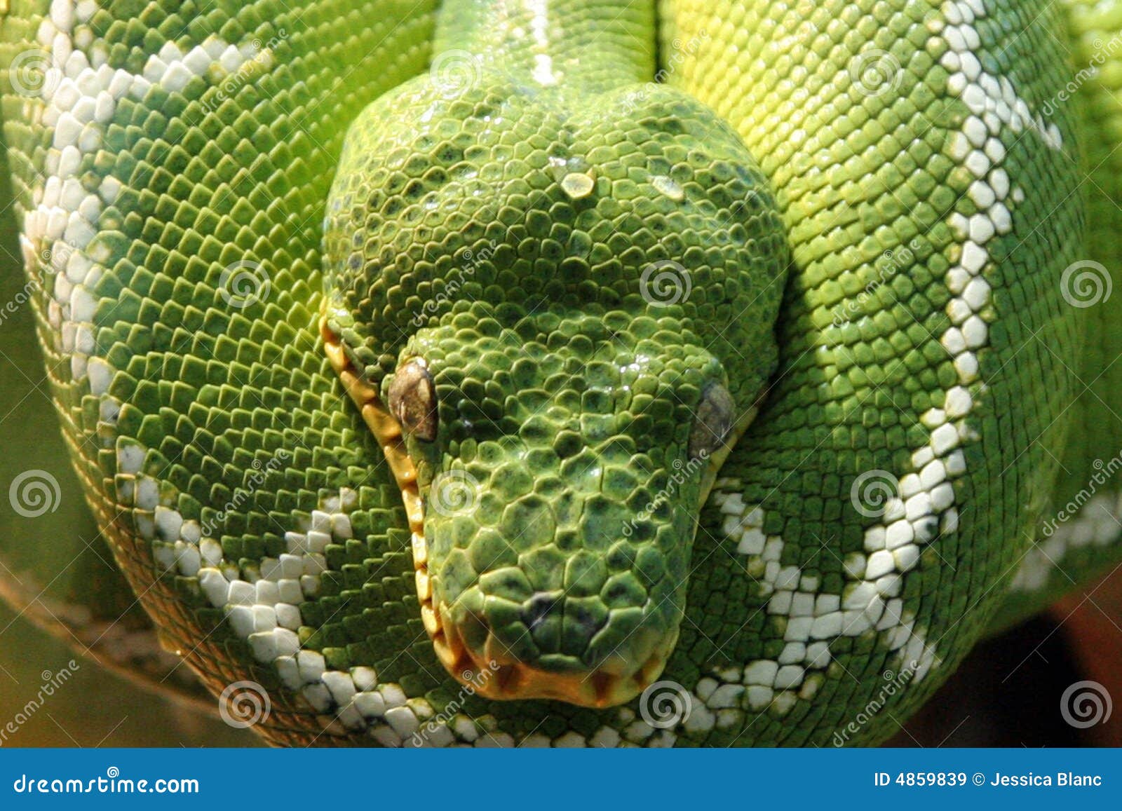 Serpent vert image stock. Image of reptile, vert, tropical - 4859839