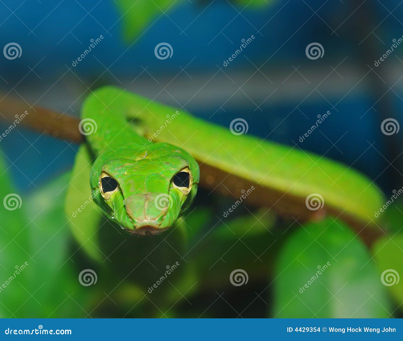 Serpent Vert Dans Le Jardin Photo stock - Image du serpent, forêt: 4429354