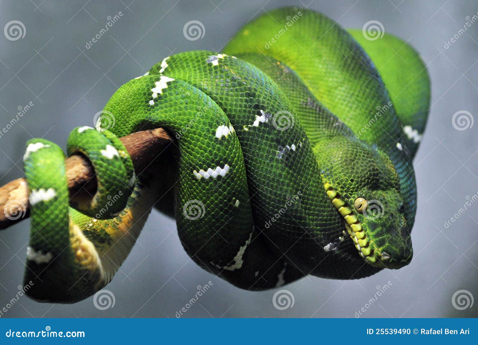 Serpent Vert De Boa D'arbre Photo stock - Image du pluie, enroulé: 25539490