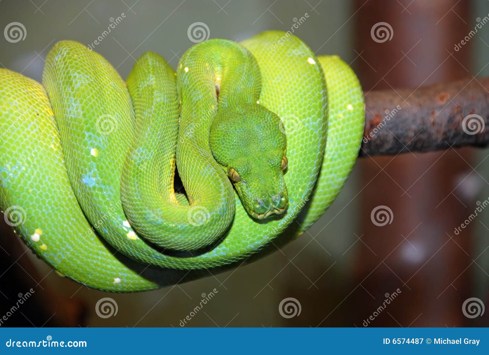 Serpent Vert De Python D'arbre, Viridis De Chondropython Image stock ...