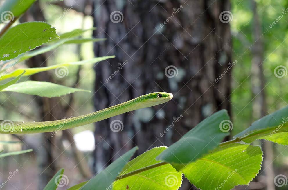 Serpent vert rugueux photo stock. Image du langue, rugueux - 78581678